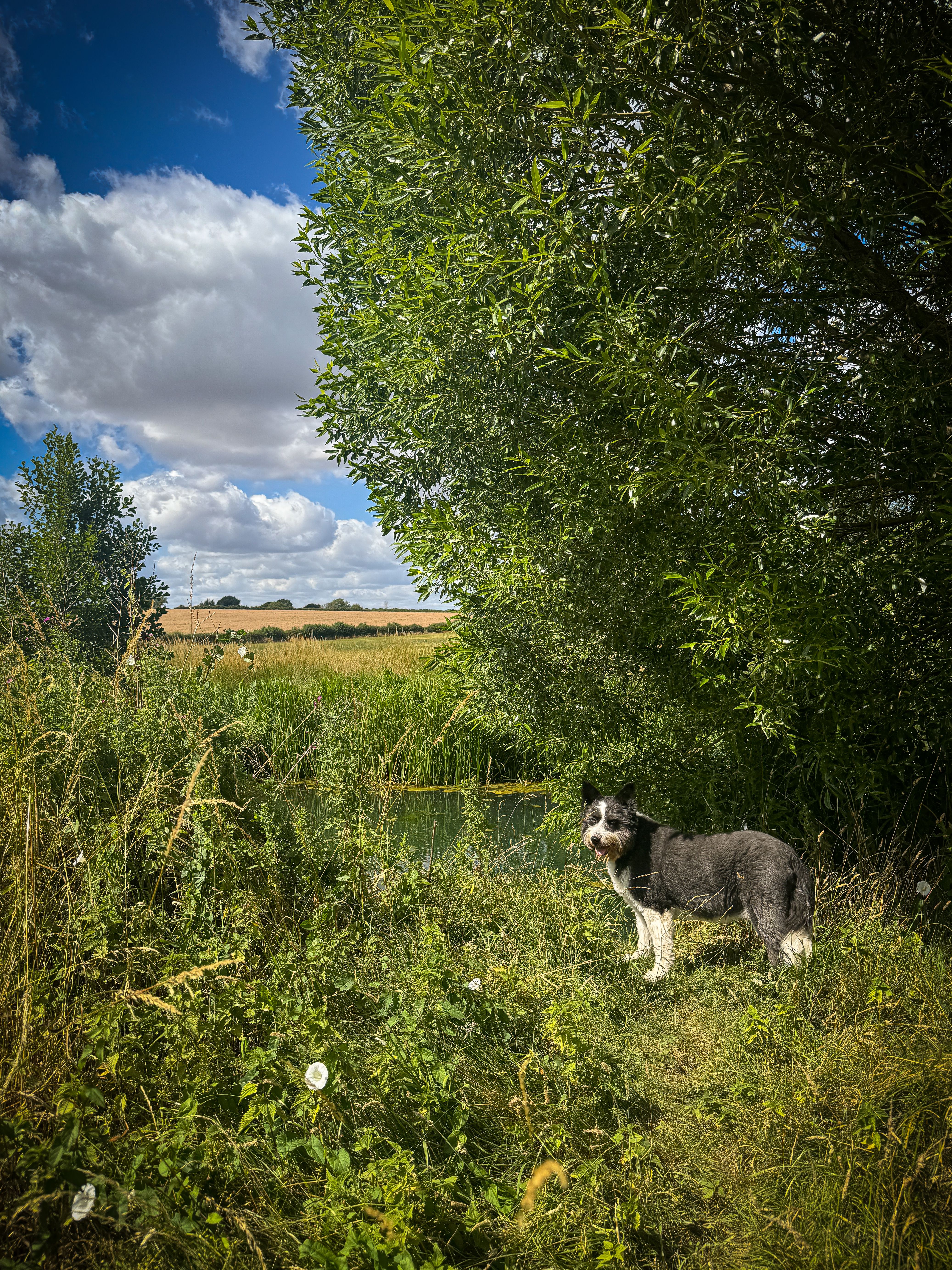 Border Collie in Scenic English Countryside · Free Stock Photo