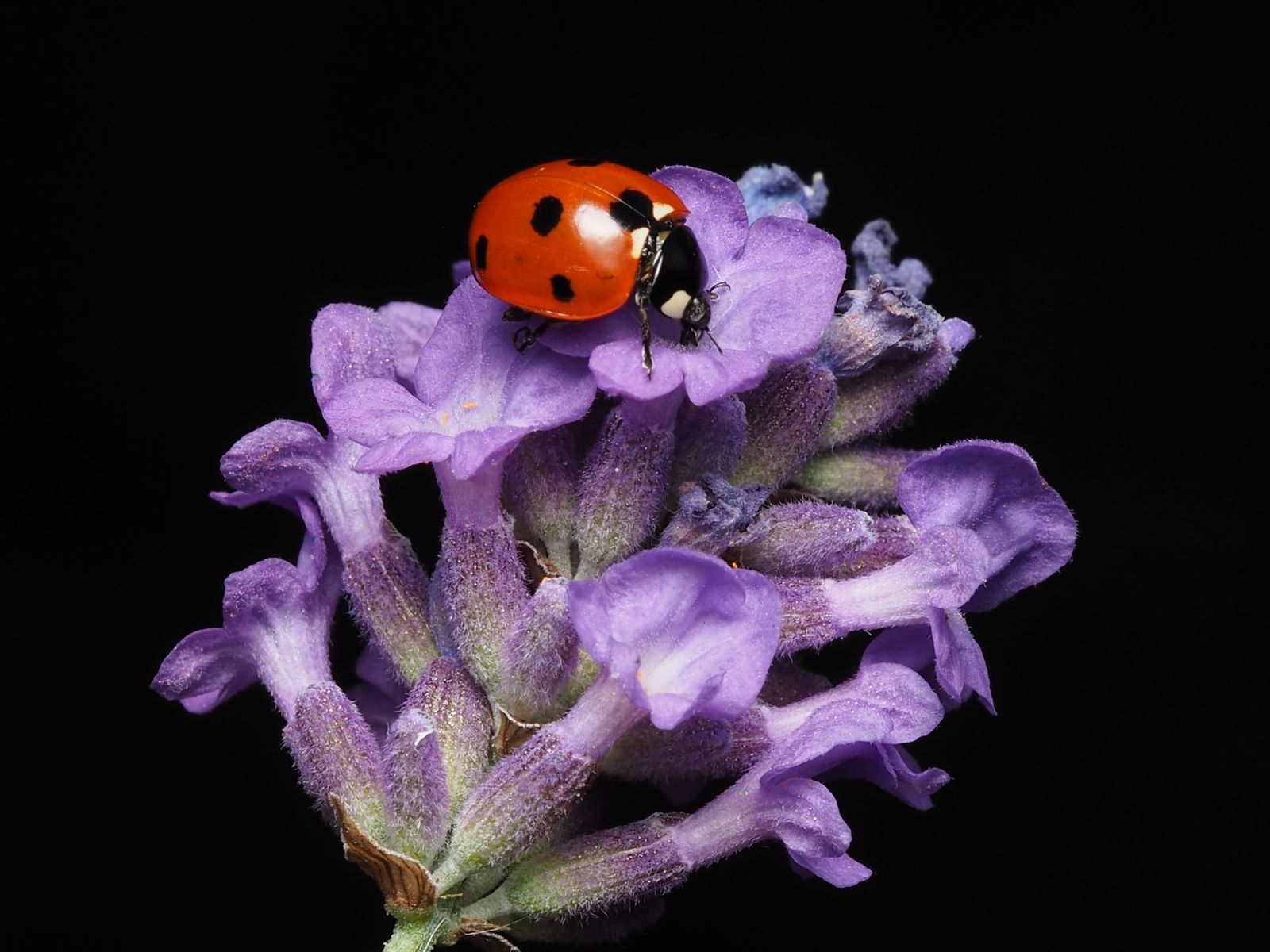 Close Up Ladybug Photos, Download The BEST Free Close Up Ladybug Stock ...