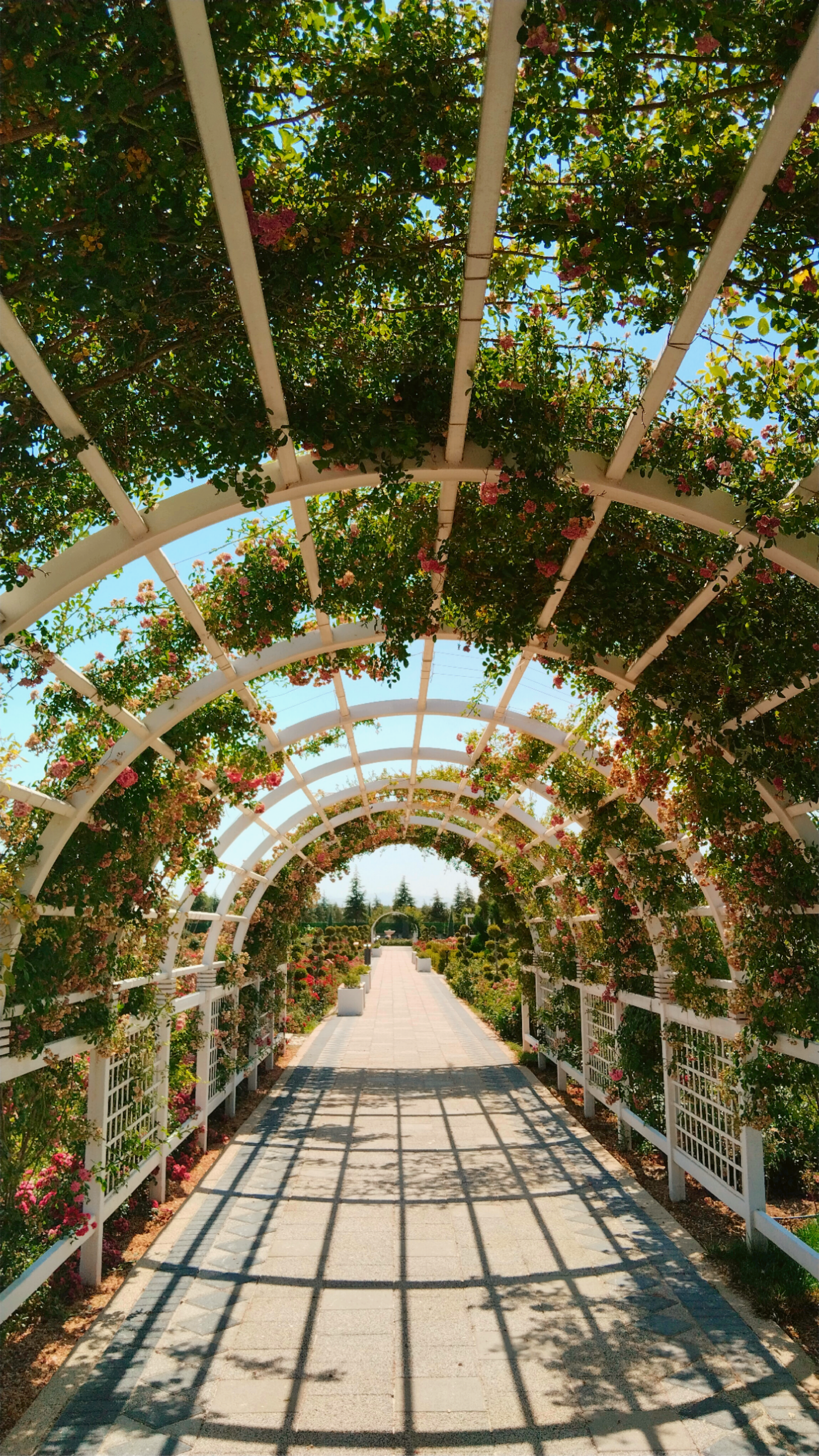 Serene Garden Walkway Under Floral Archway · Free Stock Photo
