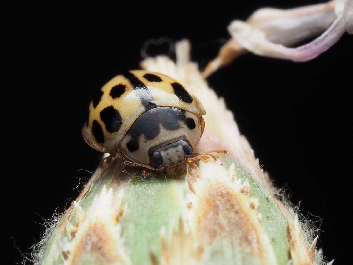Close Up Ladybug Photos, Download The BEST Free Close Up Ladybug Stock ...