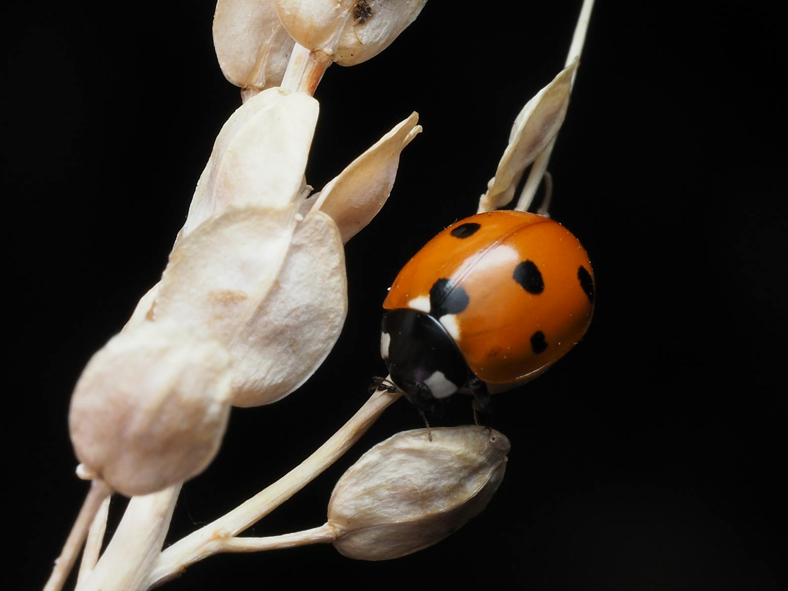 Close Up Ladybug Photos, Download The BEST Free Close Up Ladybug Stock ...