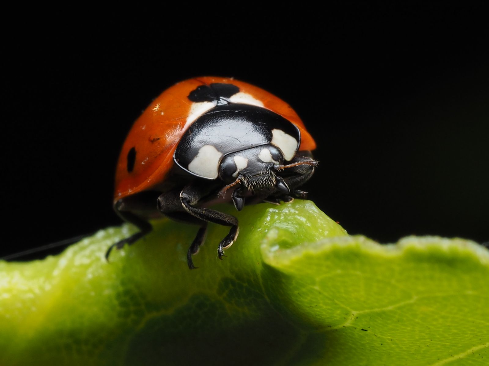 Close Up Ladybug Photos, Download The BEST Free Close Up Ladybug Stock ...