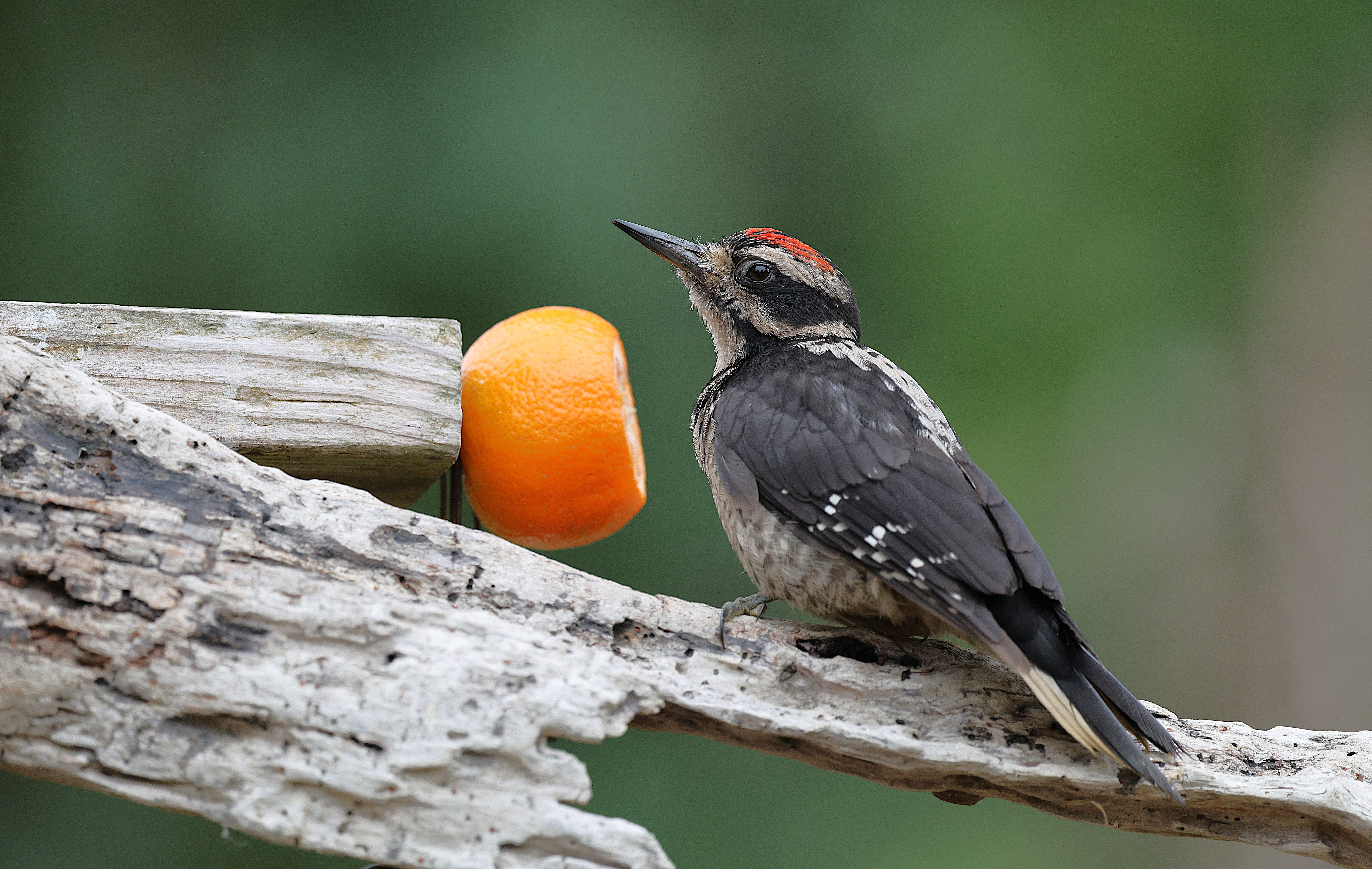 Pájaro Carpintero Posado En Un Tronco Con Naranja En Primer Plano ...