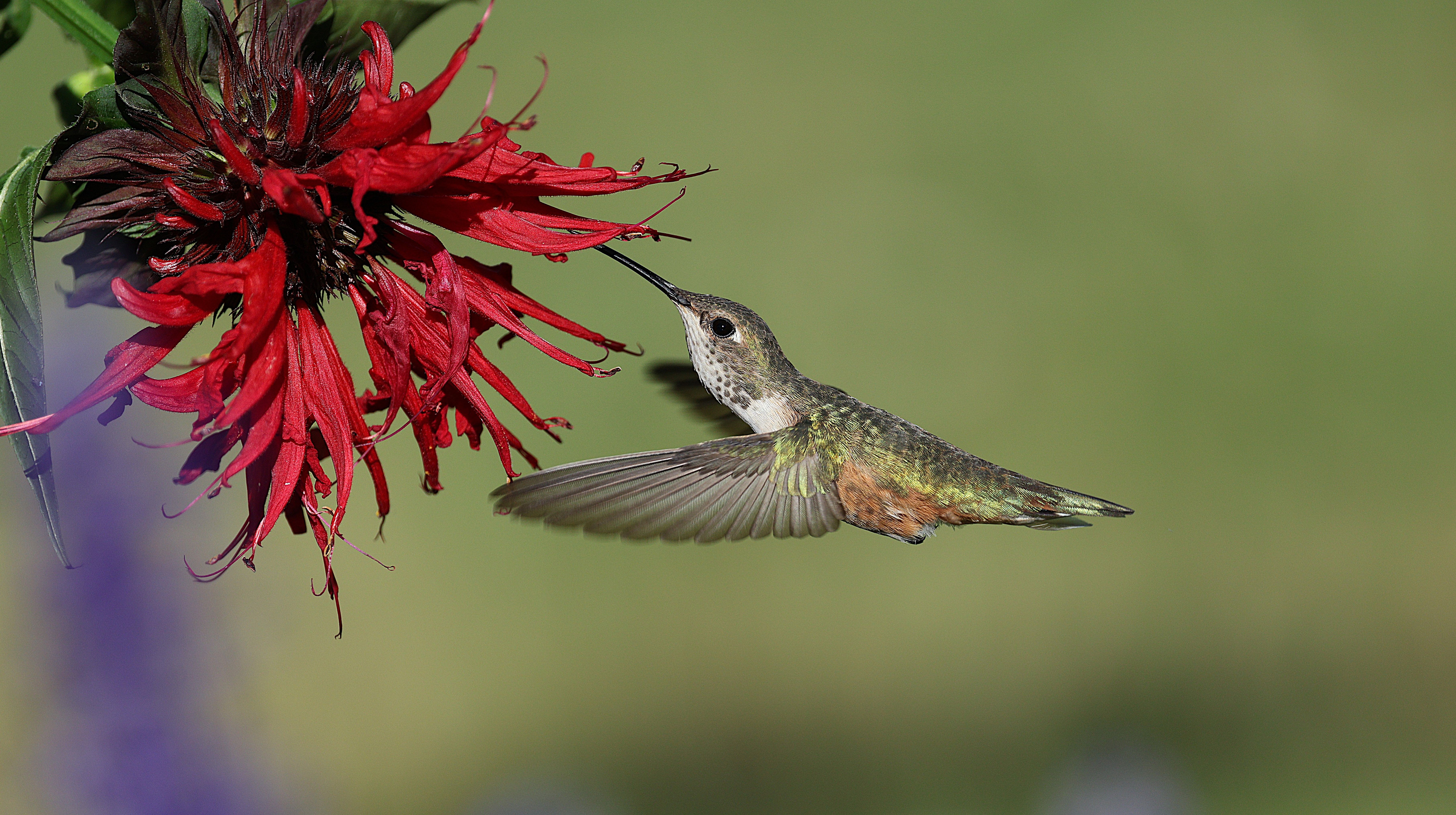 Rufous Hummingbird in Flight with Red Flower Nectar · Free Stock Photo
