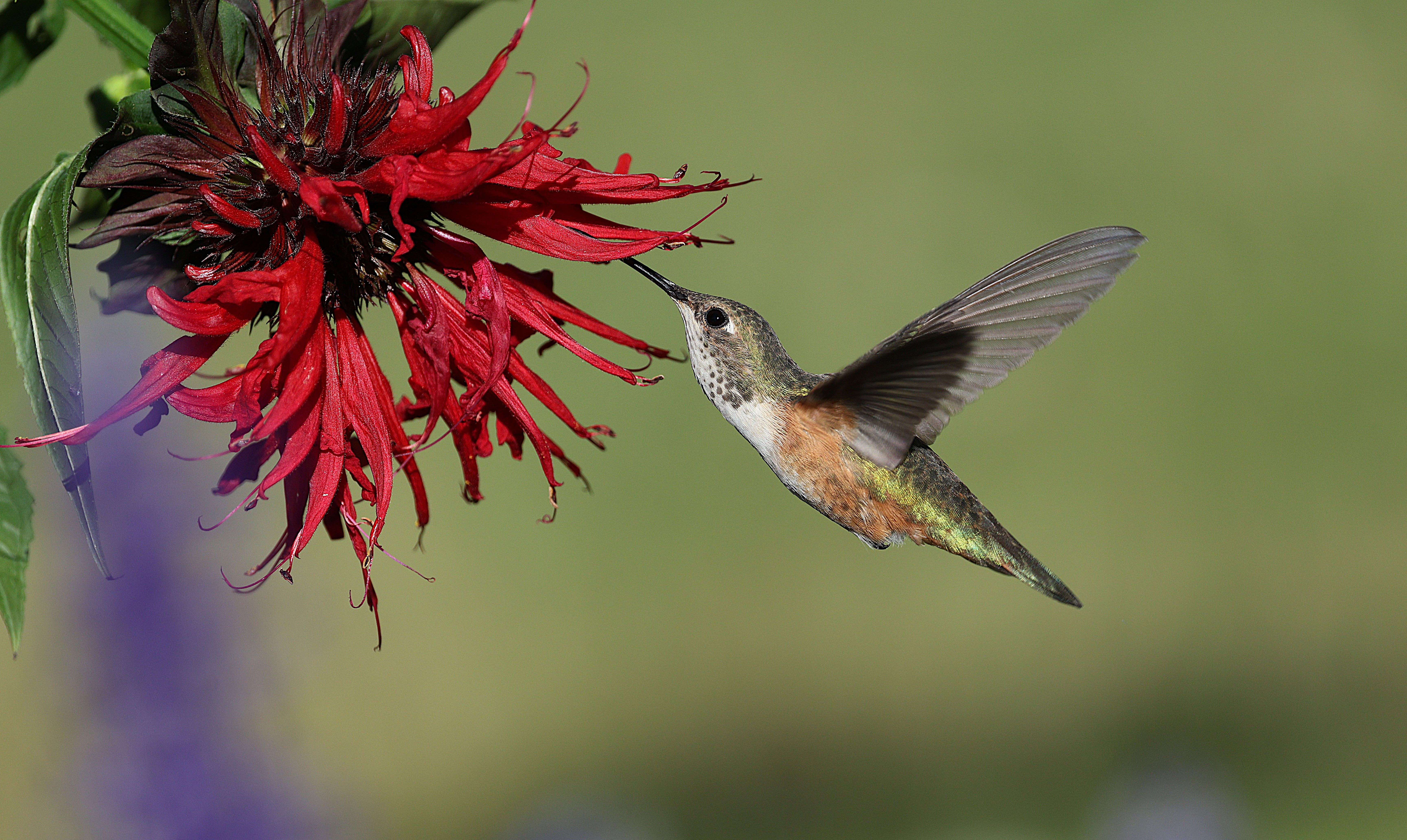 Close-Up Photo of Hummingbird Near Flowers · Free Stock Photo