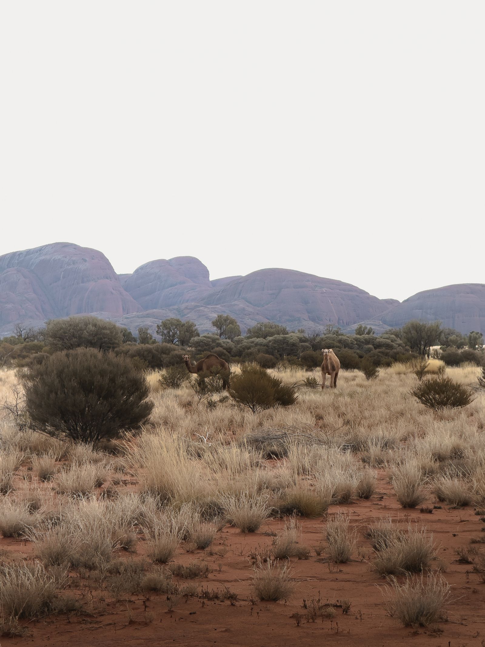 Australian Outback Photos, Download The BEST Free Australian Outback ...