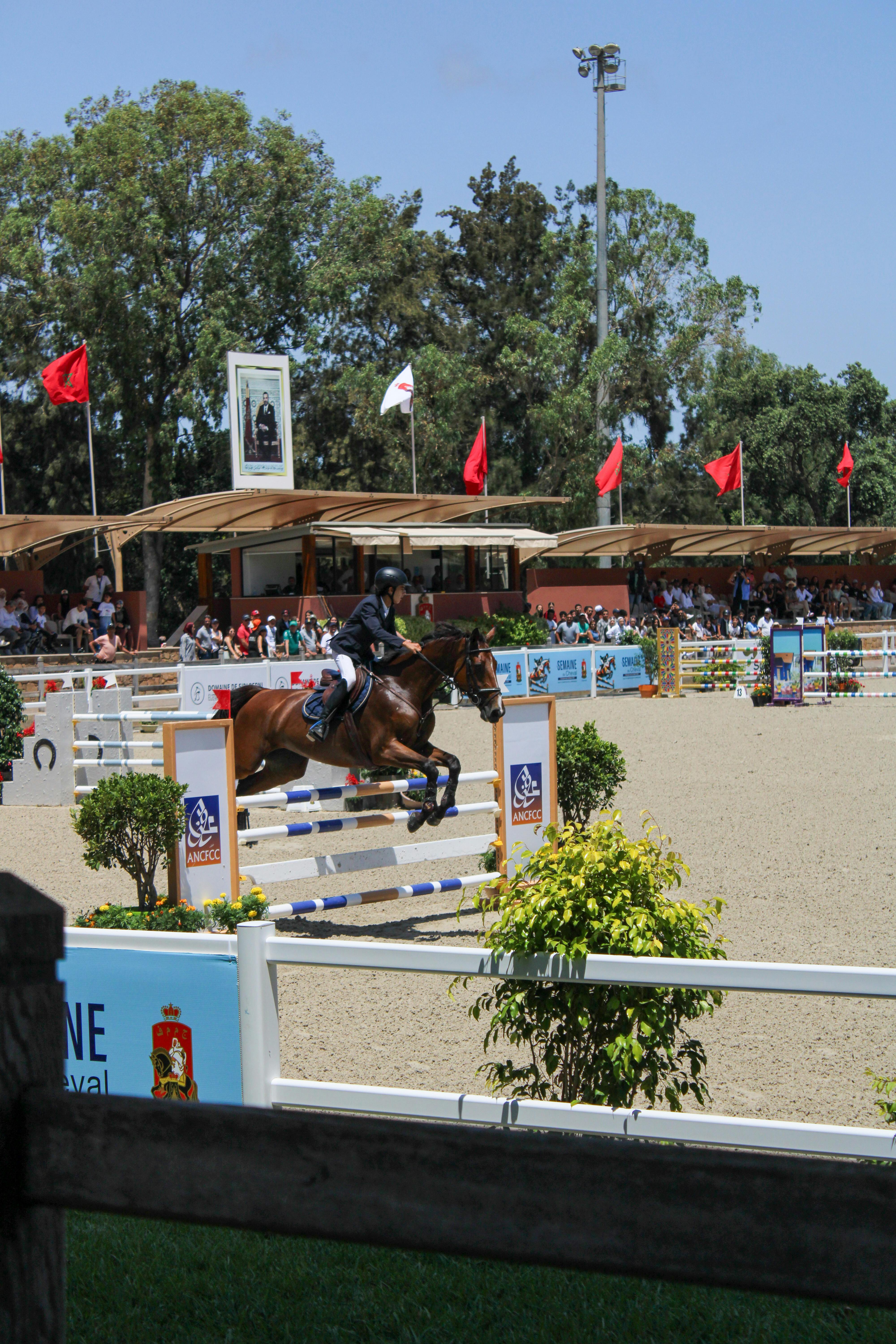 Equestrian Competition with Jumping Horse · Free Stock Photo