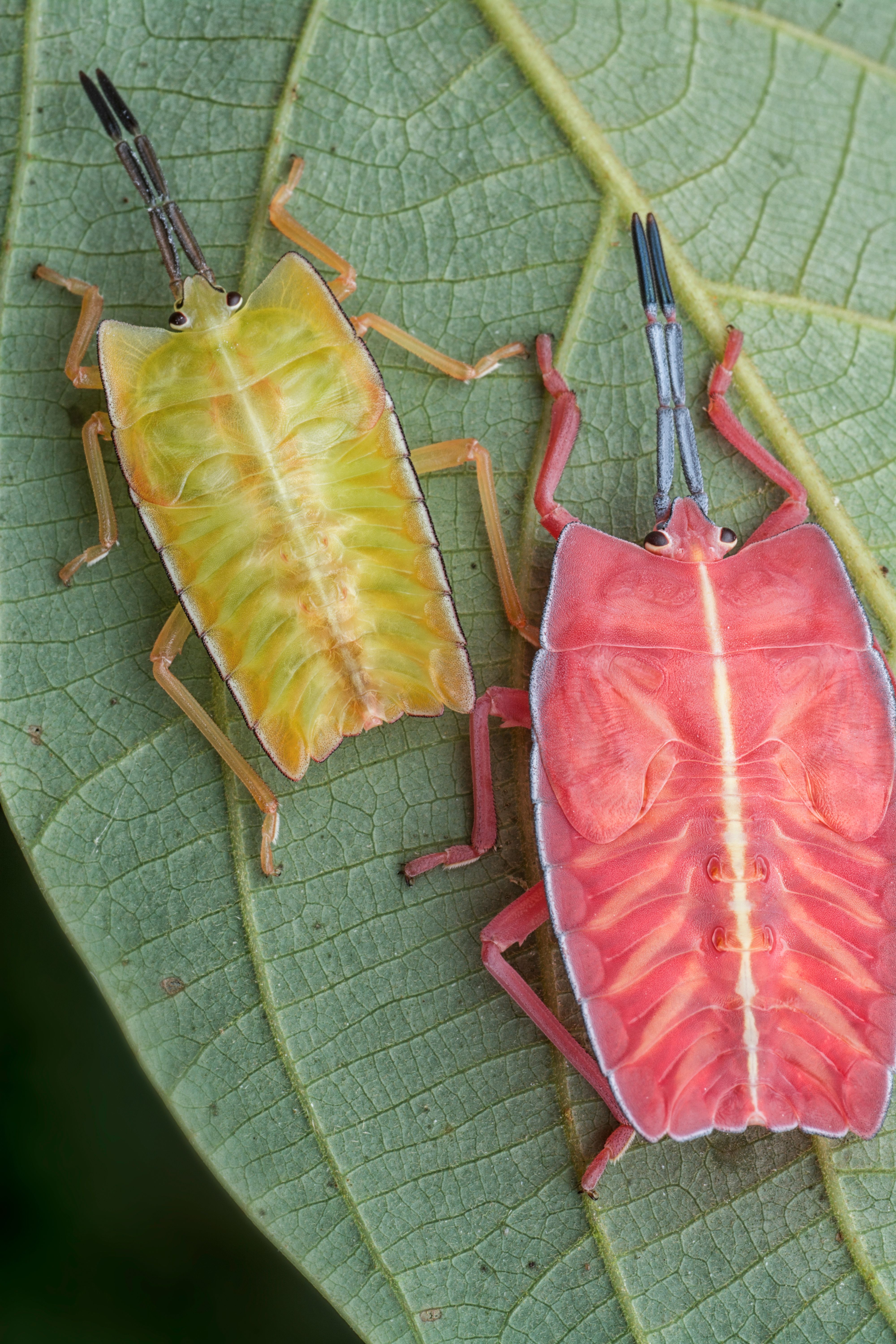 Macro Shot of Colorful Shield Bugs on Leaf · Free Stock Photo