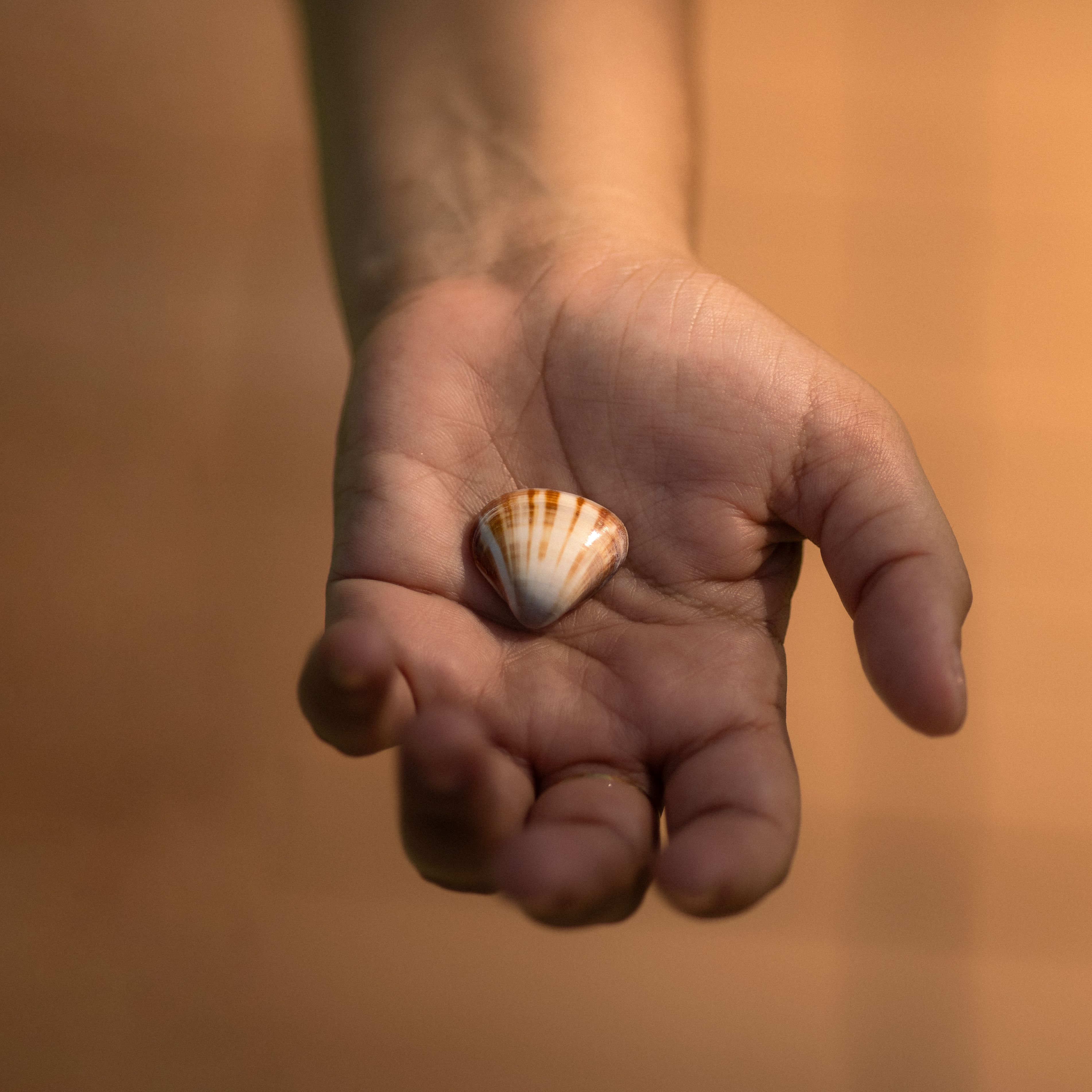 Hand Holding a Shell against Warm Terracotta Background · Free Stock Photo