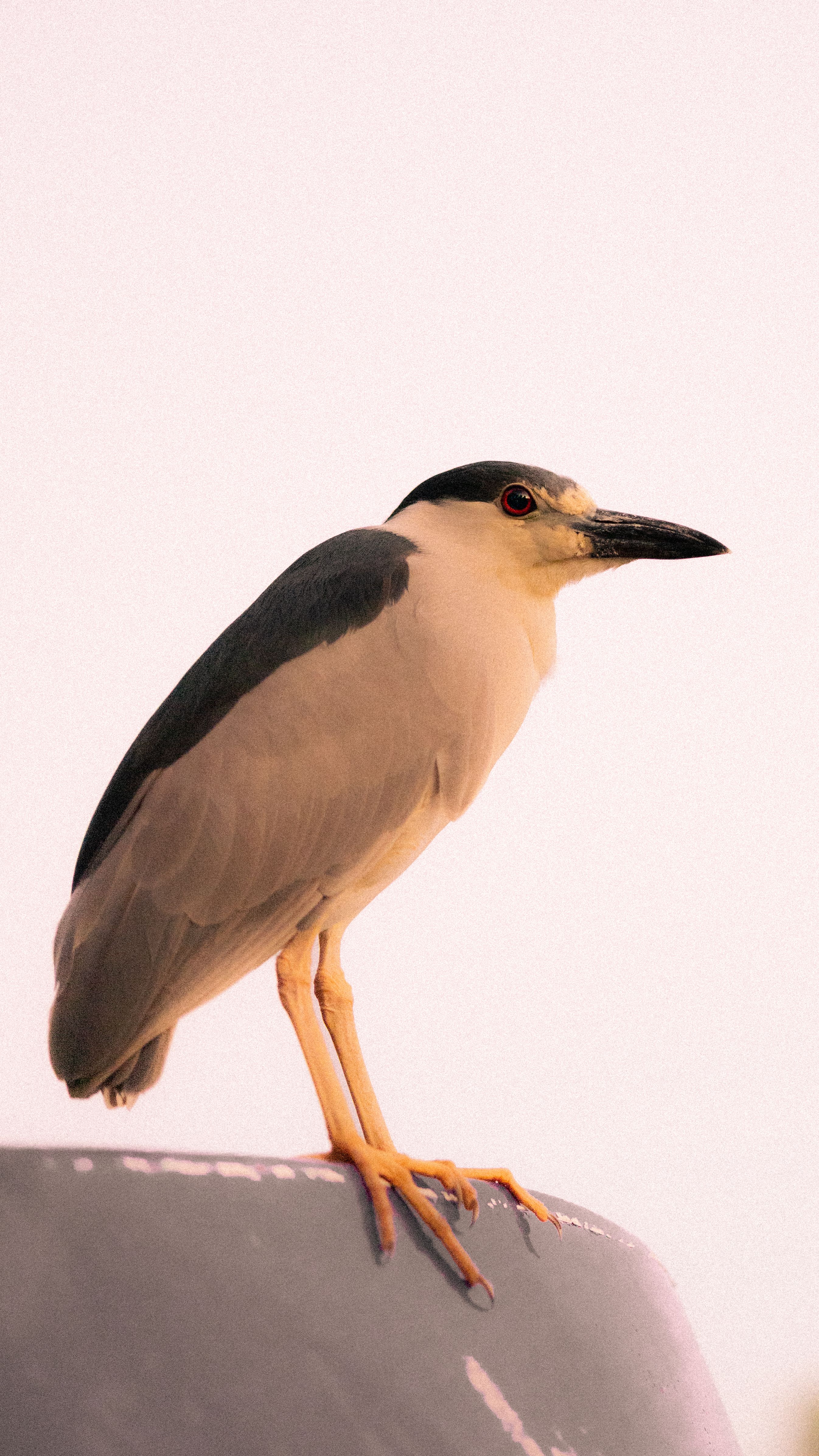Wader Bird Photos, Download The BEST Free Wader Bird Stock Photos & HD ...