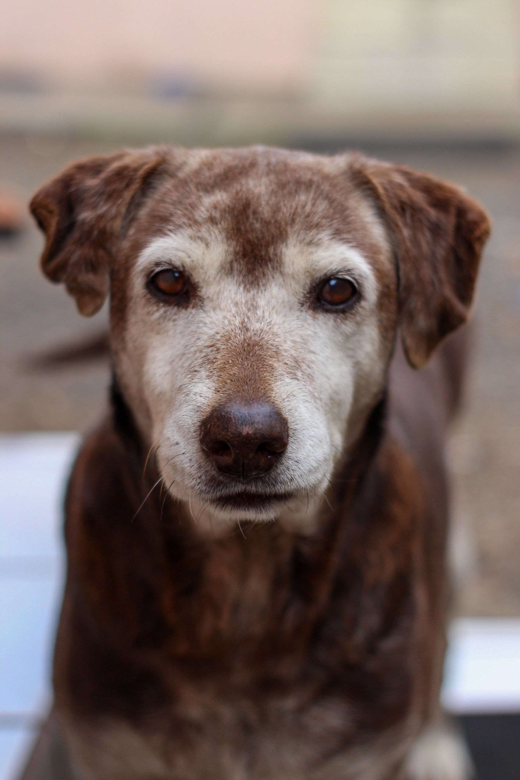 Close-Up of a Senior Labrador Retriever · Free Stock Photo