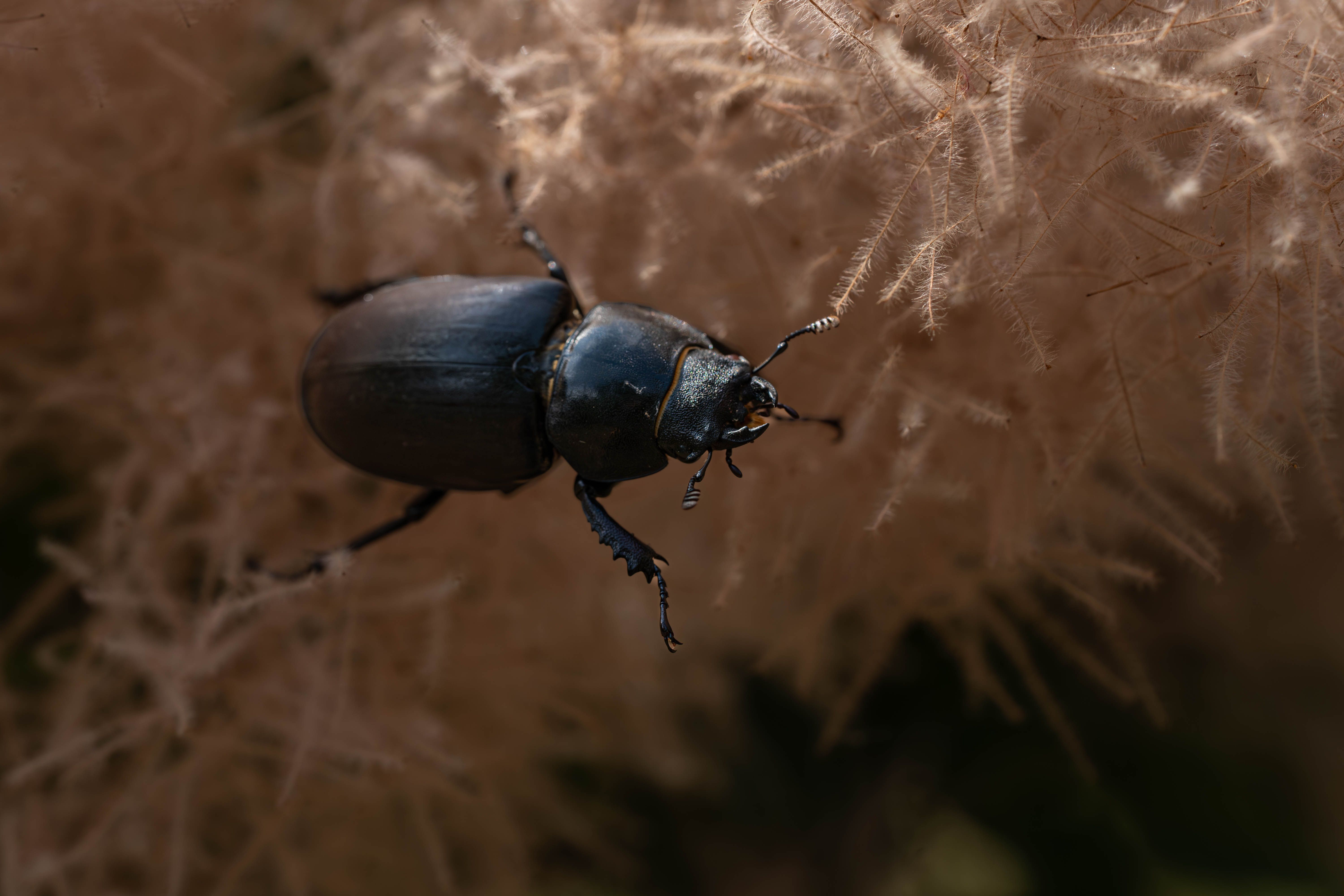 Close-up of Black Beetle on Fluffy Plant · Free Stock Photo