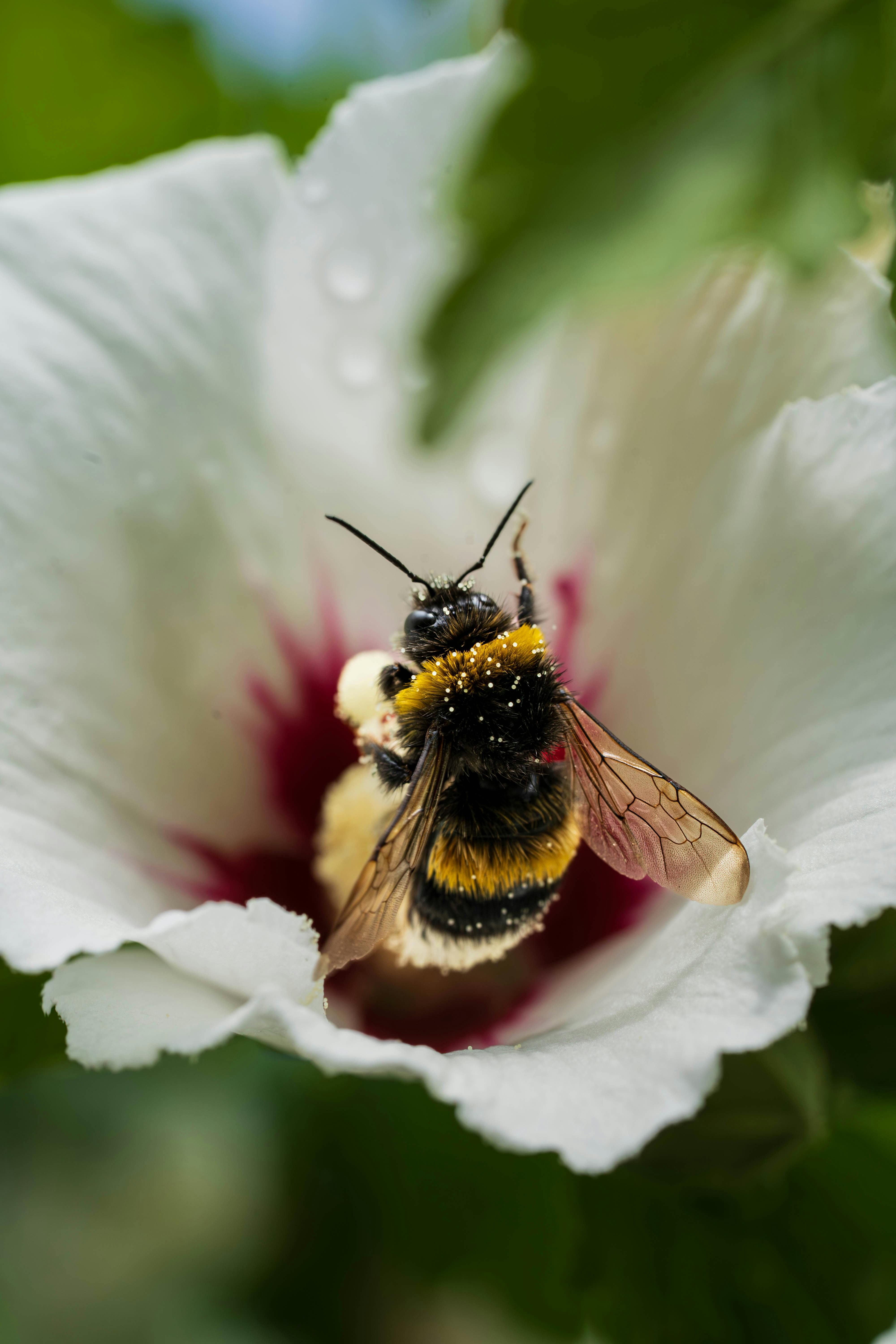 Bumble Bee Transformer Photos, Download The BEST Free Bumble Bee ...