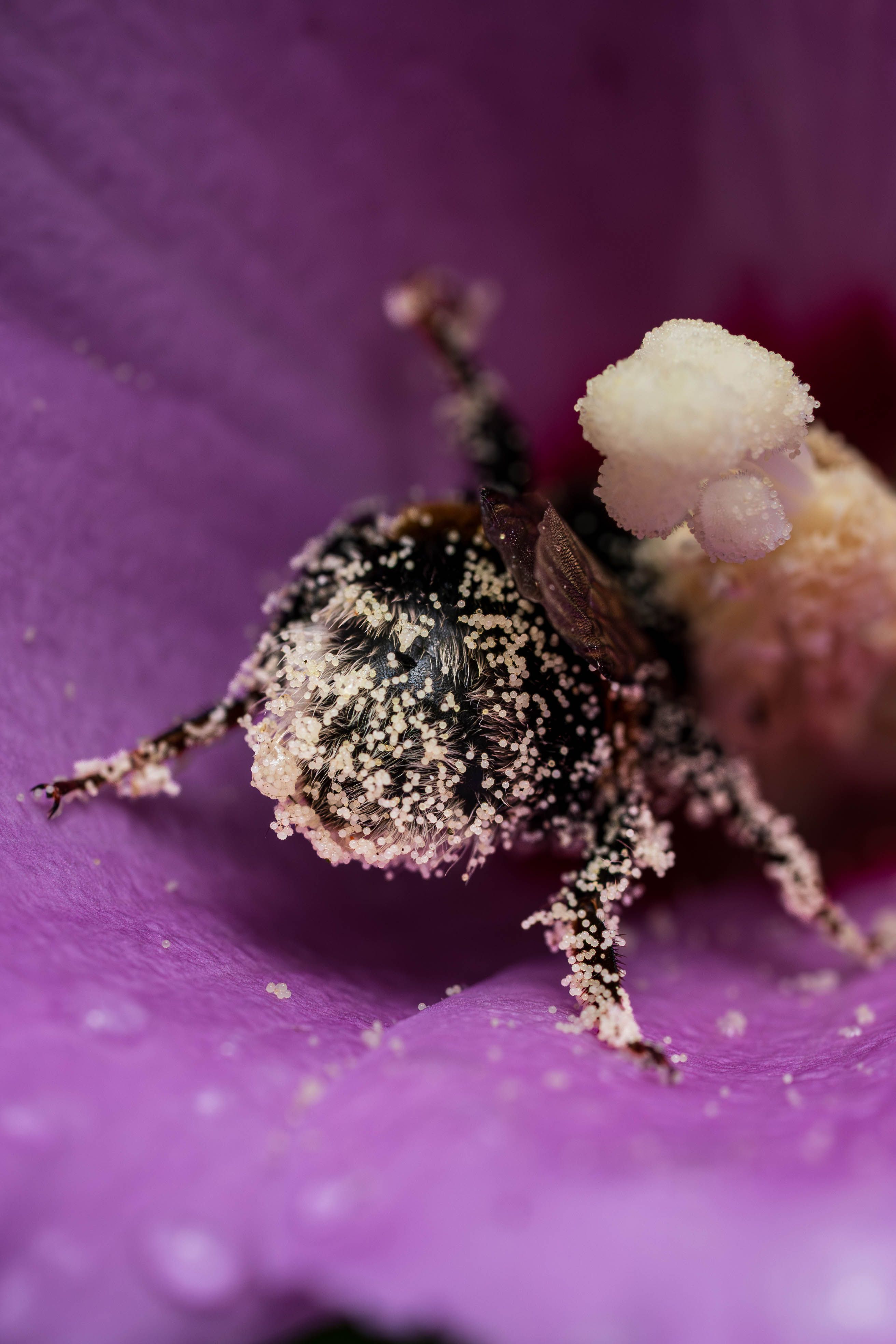 Bumbling Photos, Download The BEST Free Bumbling Stock Photos & HD Images