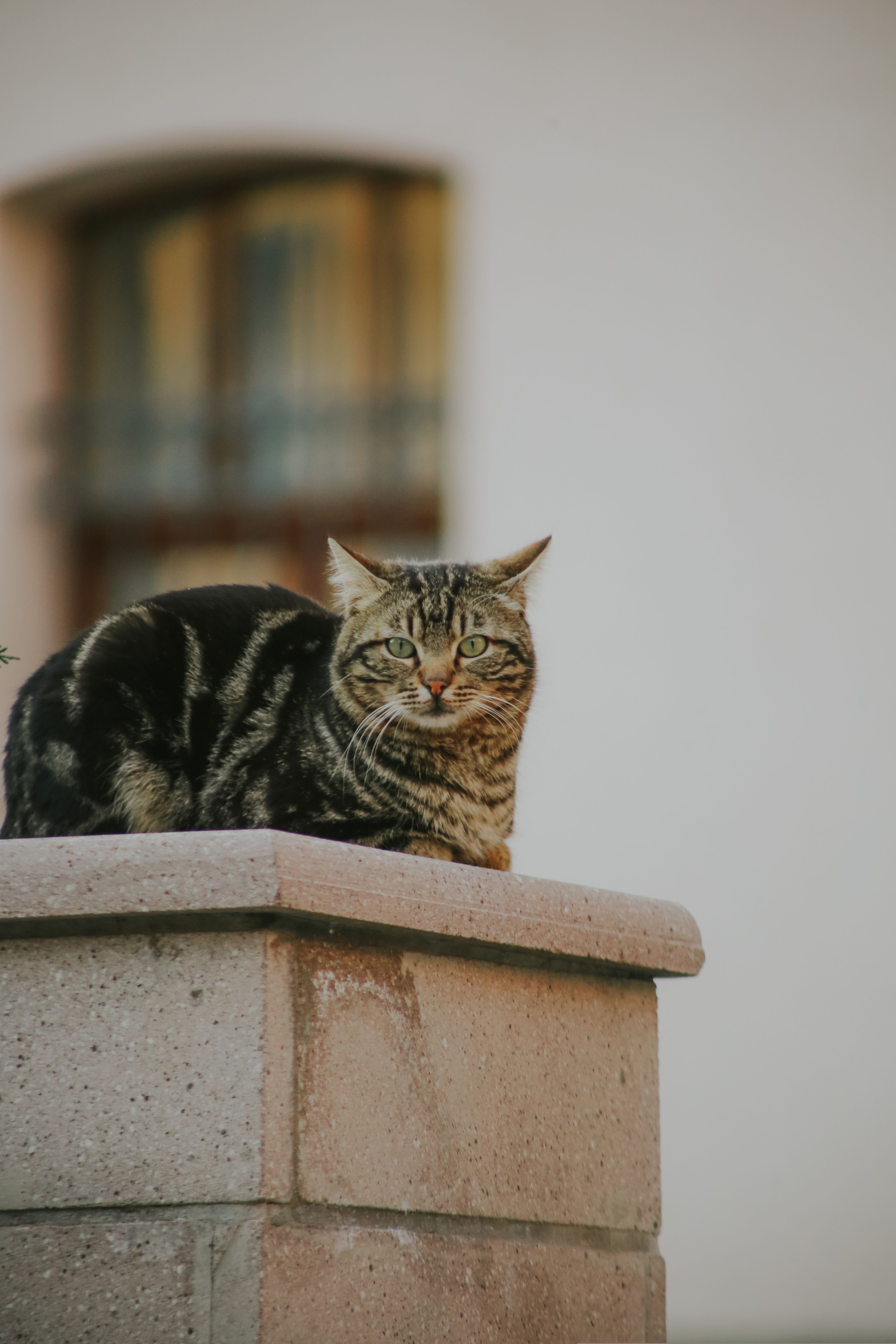 Tabby Cat Resting on Stone Pillar Outdoors · Free Stock Photo