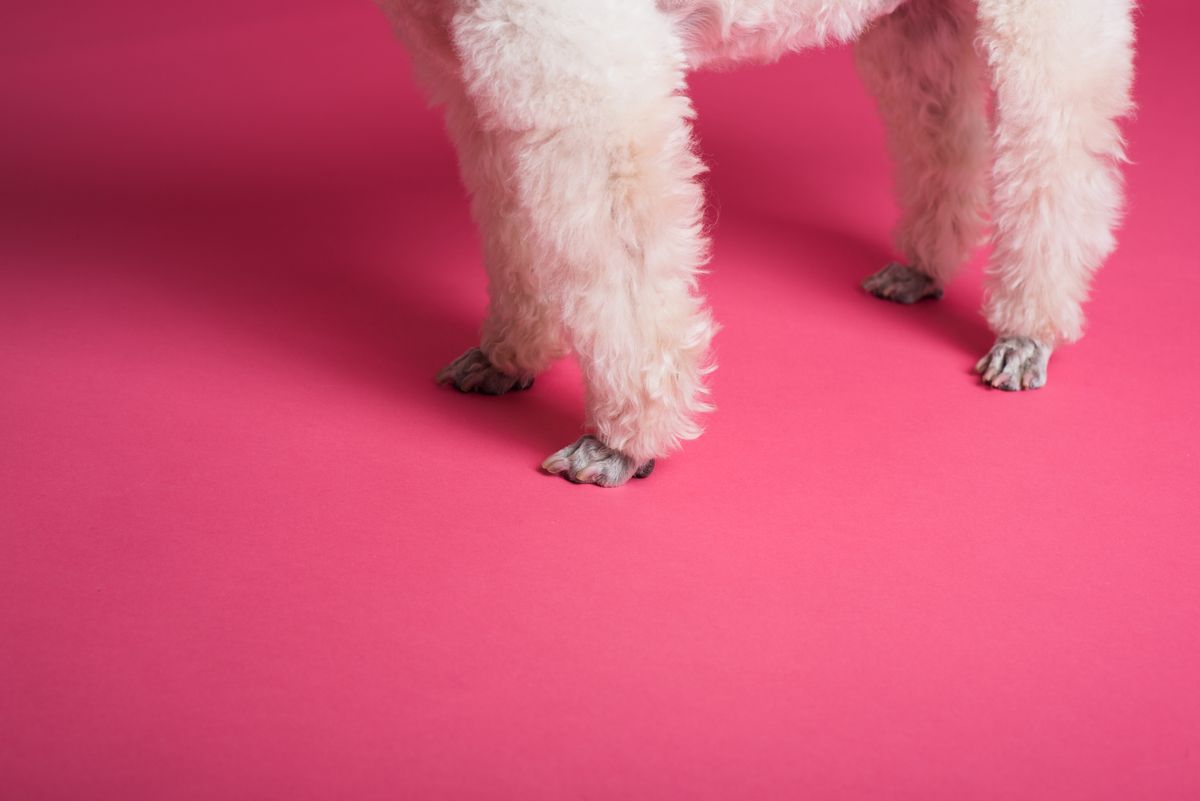 Dog Grooming Photos, Download The BEST Free Dog Grooming Stock Photos ...
