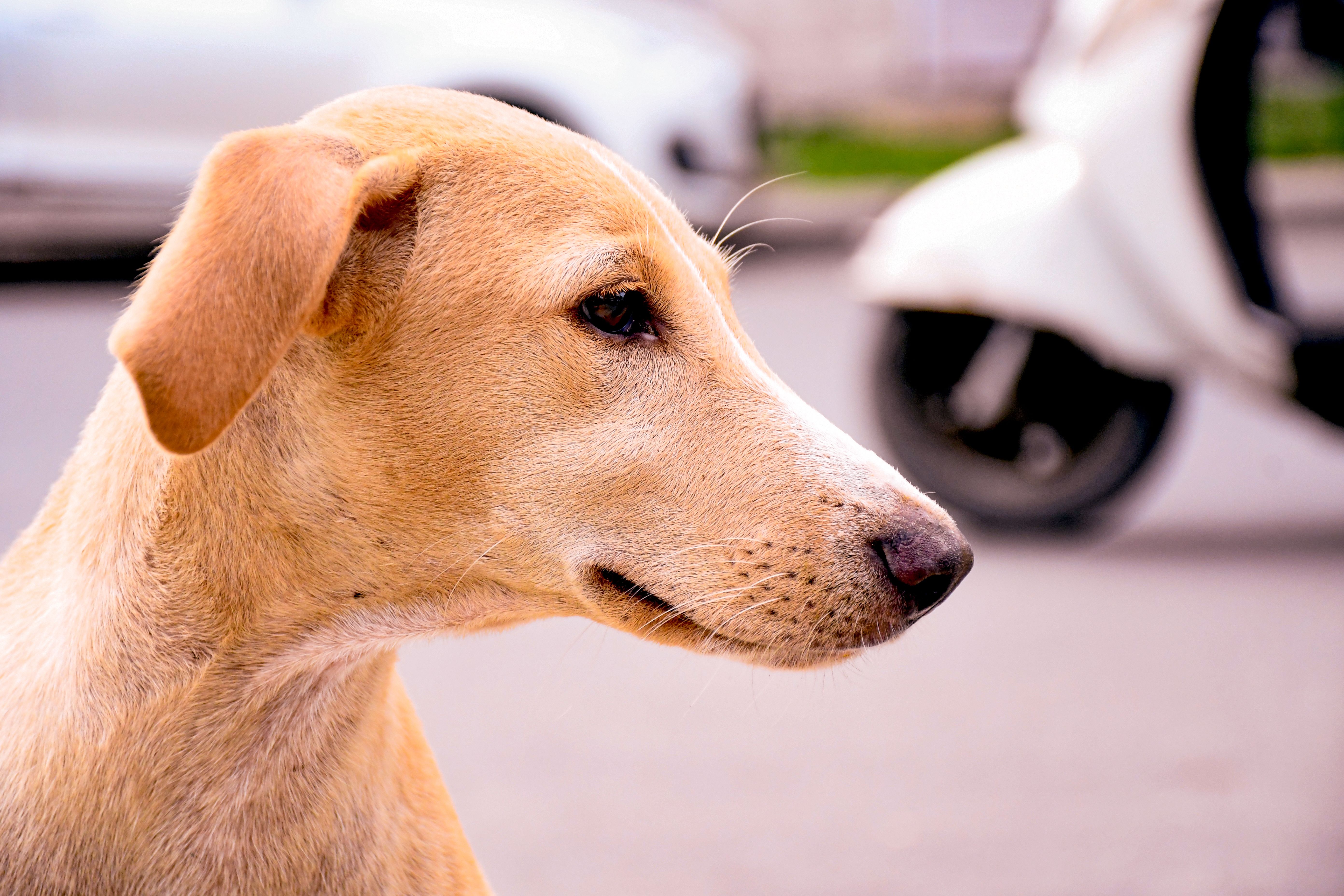 Close-up of a Street Dog with Scooter in Background · Free Stock Photo
