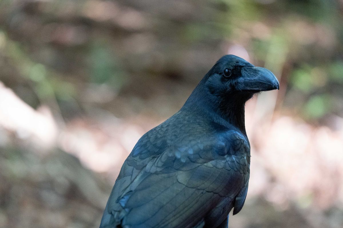 Raven Bird Photos, Download The BEST Free Raven Bird Stock Photos & HD ...