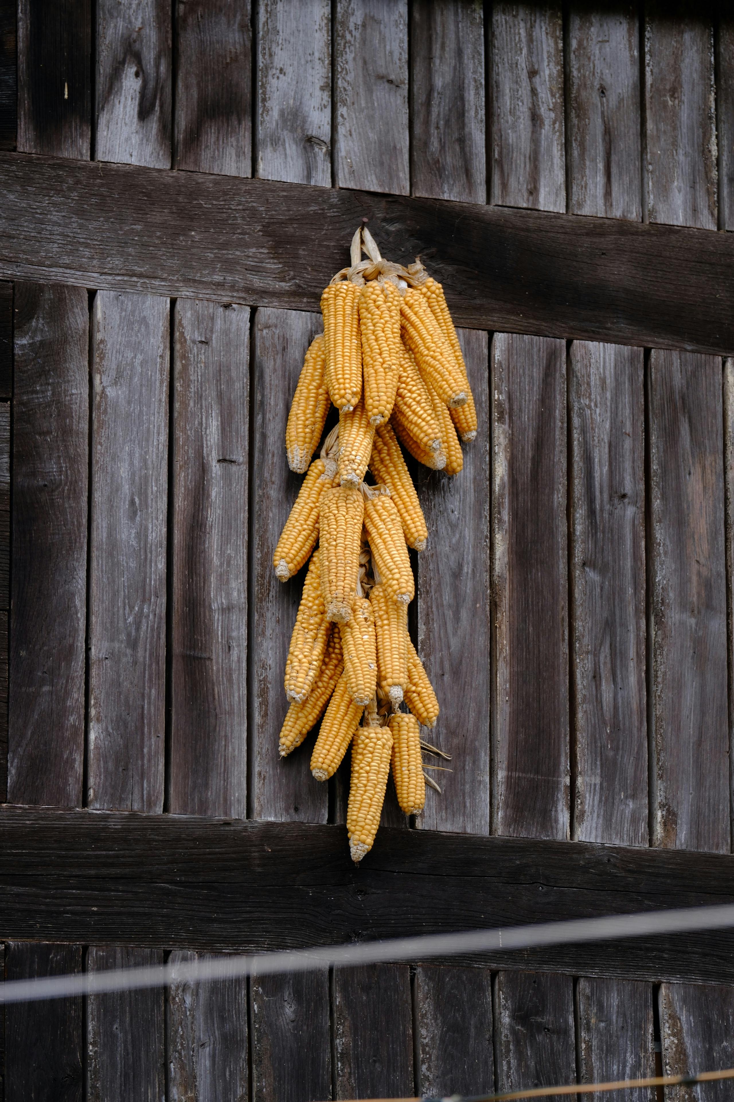 Rustic Corn Drying on a Rustic Wooden Wall · Free Stock Photo