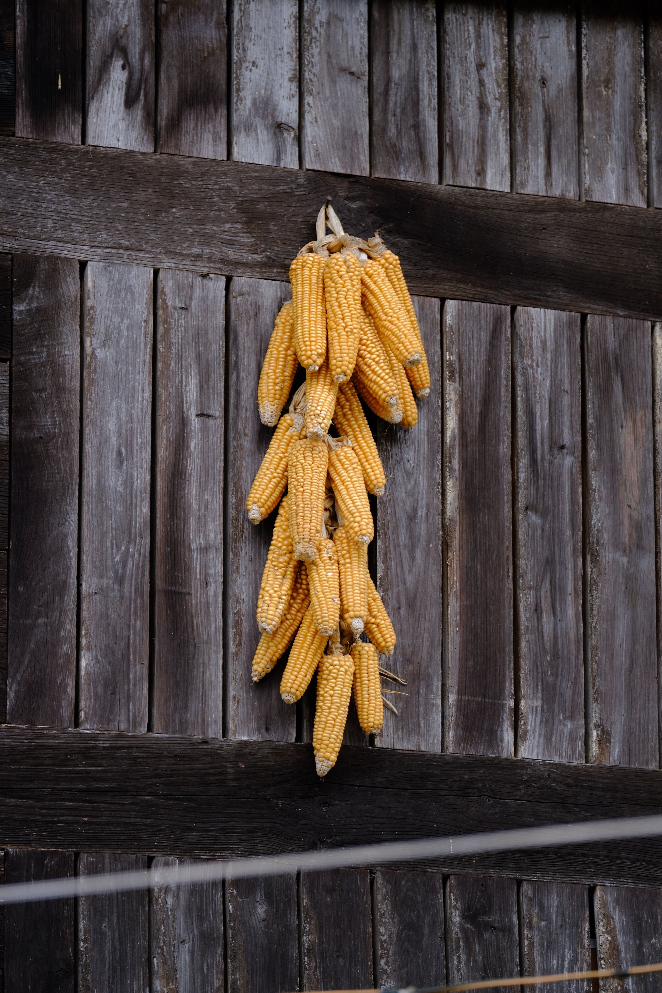 Rustic Corn Drying on a Rustic Wooden Wall · Free Stock Photo