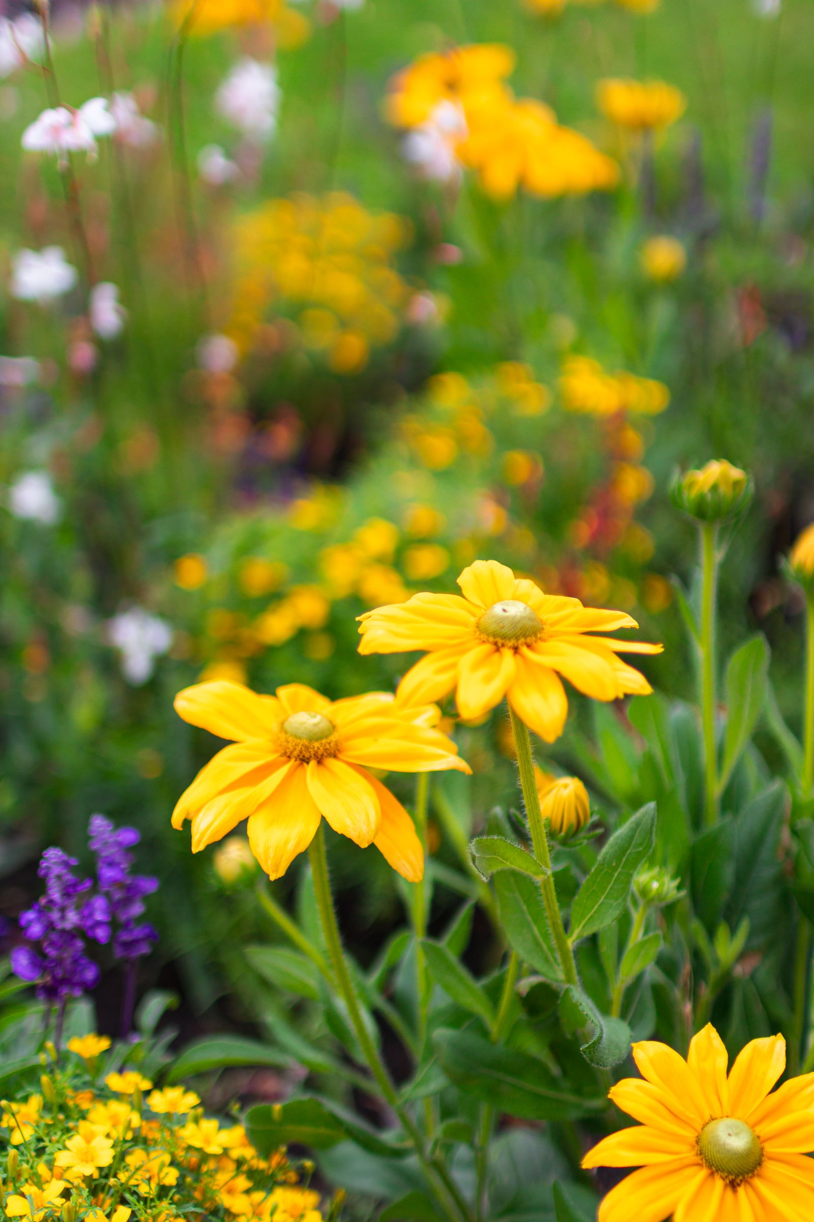 Summer Flowers Photos, Download The BEST Free Summer Flowers Stock ...