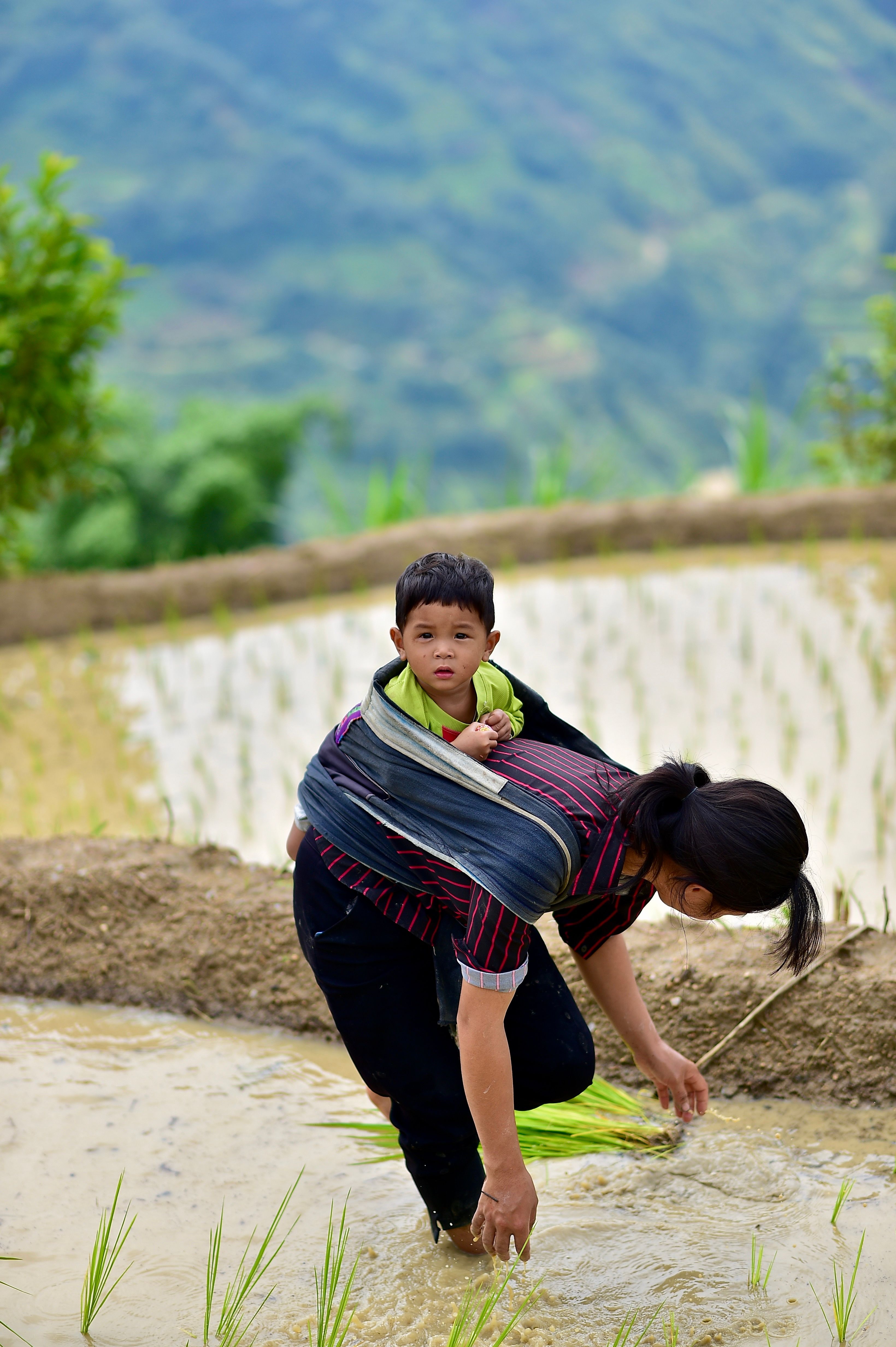 Mother and Child Working in Rice Paddy · Free Stock Photo