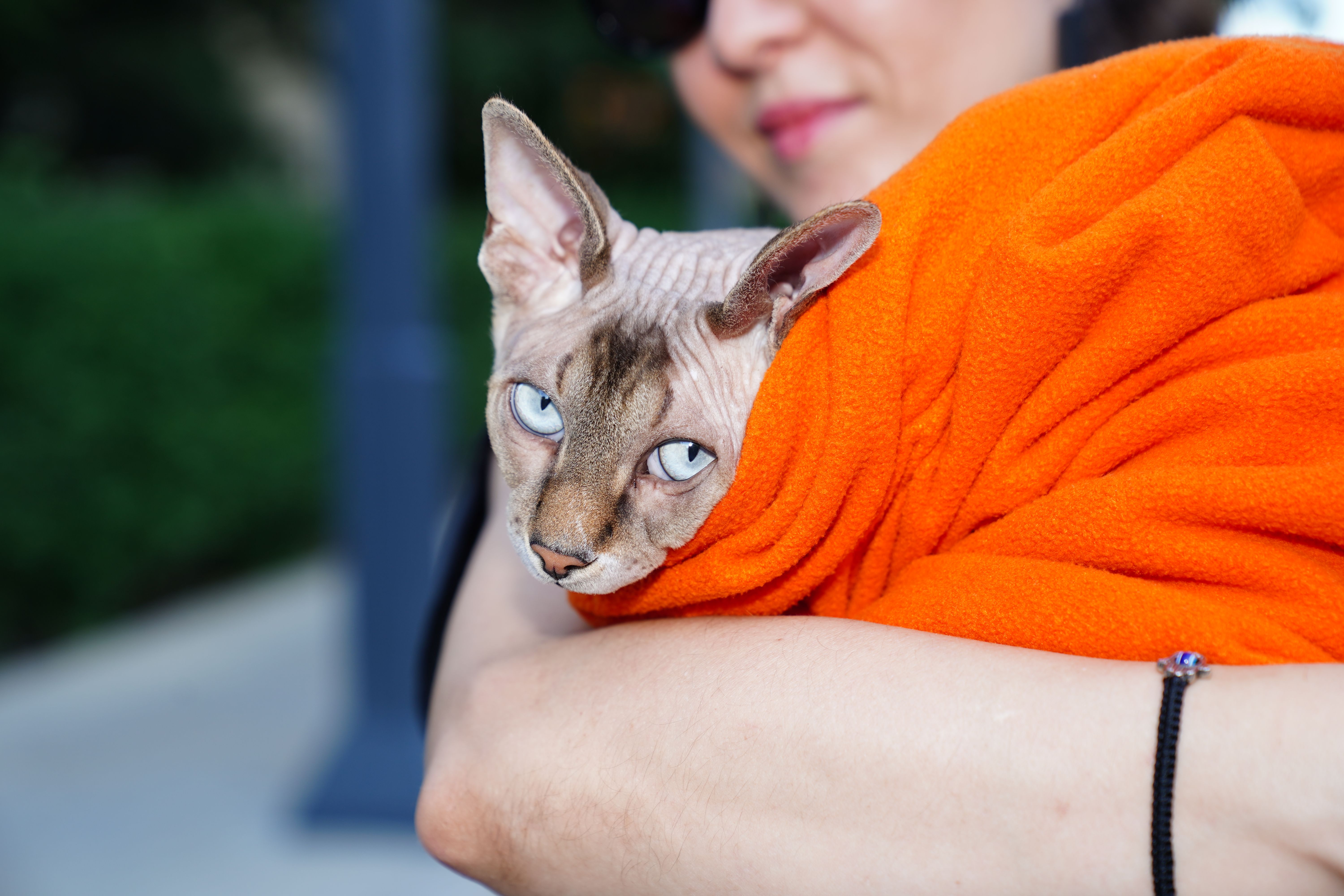 Sphynx Cat Wrapped in Bright Orange Blanket · Free Stock Photo