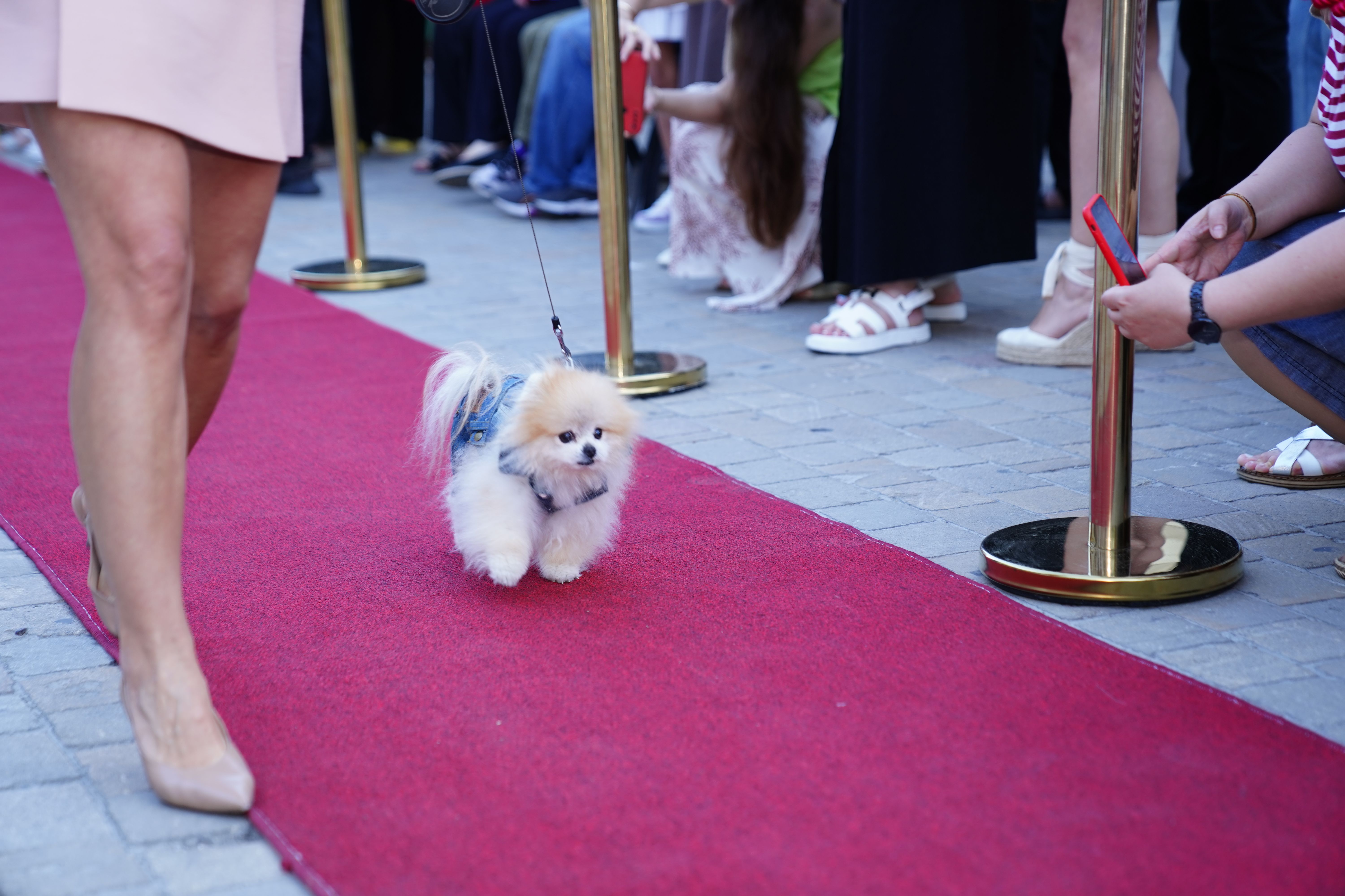 Cute Pomeranian Walks Red Carpet at Outdoor Event · Free Stock Photo