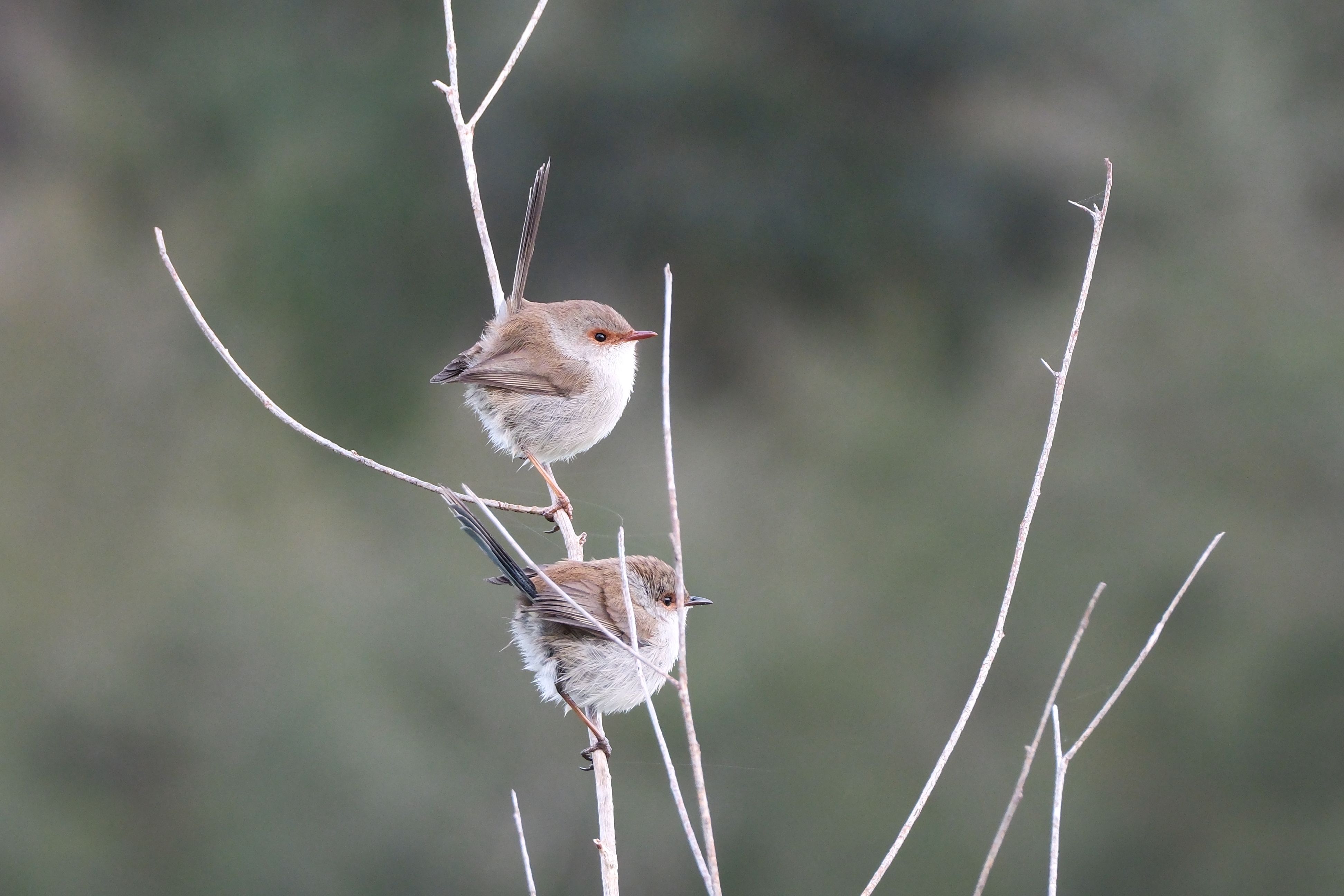 Australian Fairy Wren: Species Conservation and Threats