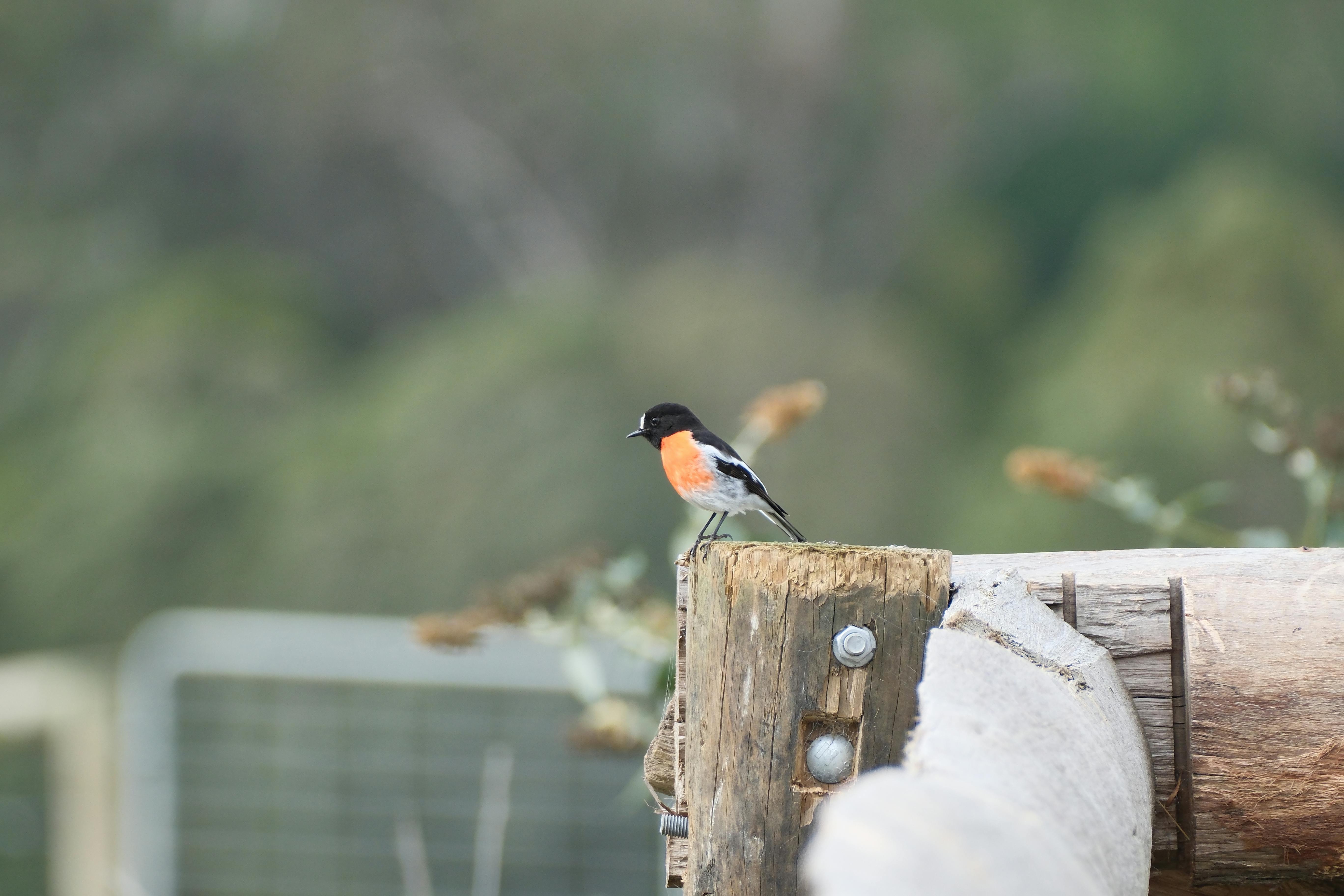 Robin Starveling Photos, Download The BEST Free Robin Starveling Stock ...