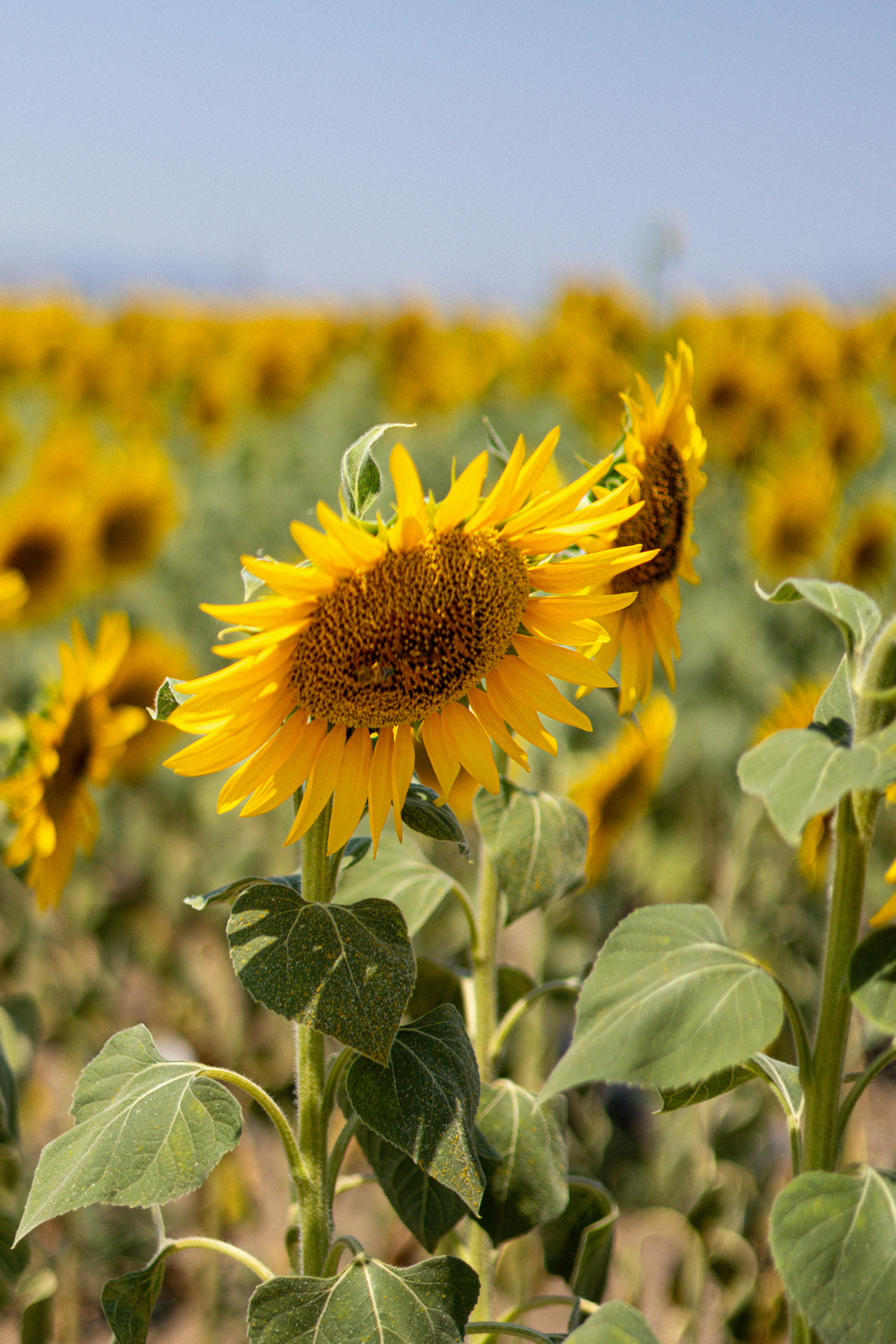 Sunflower Seed Processing Plant Photos, Download The BEST Free ...