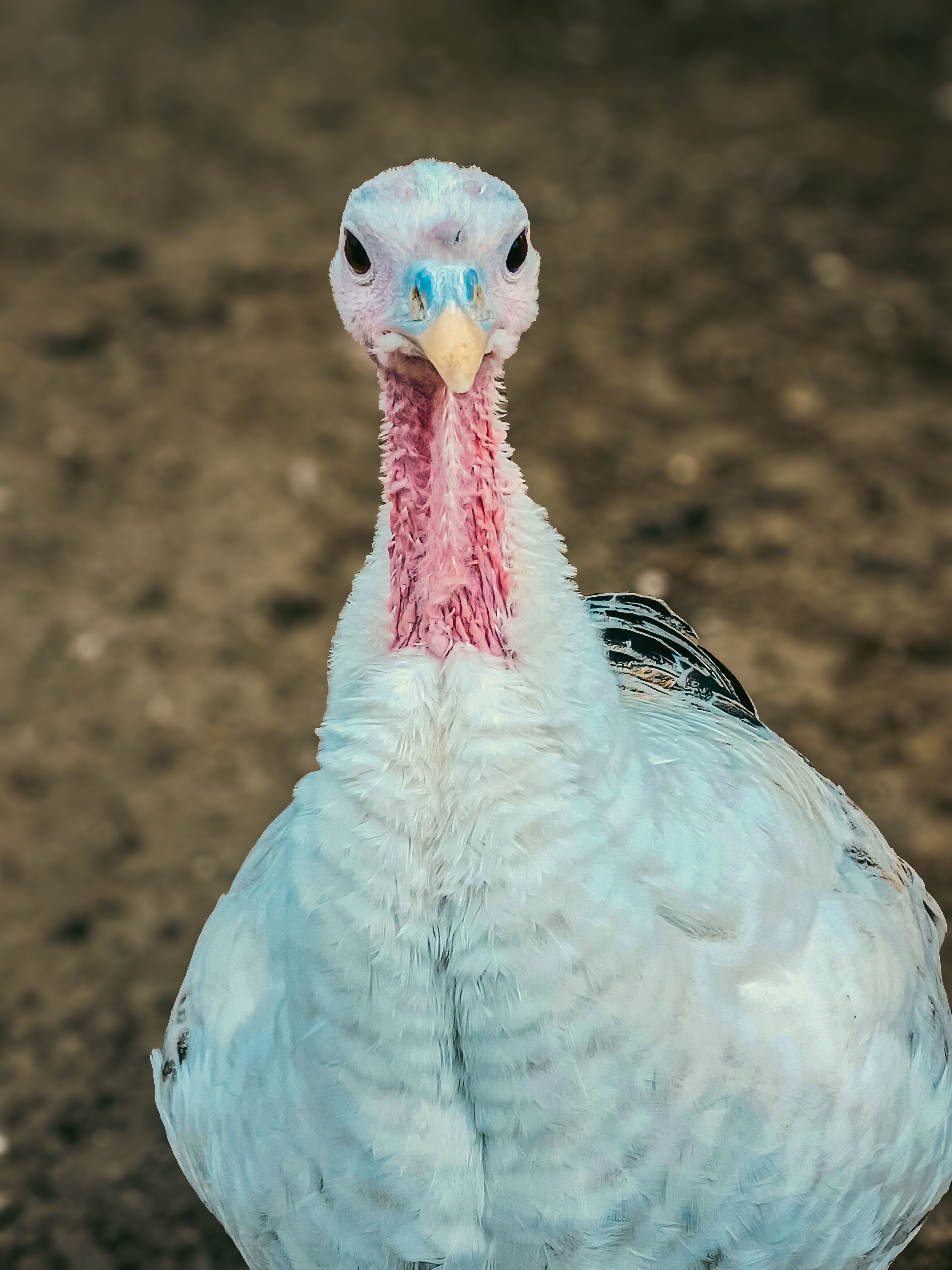 Thanksgiving Turkey Meme Photos, Download The BEST Free Thanksgiving ...