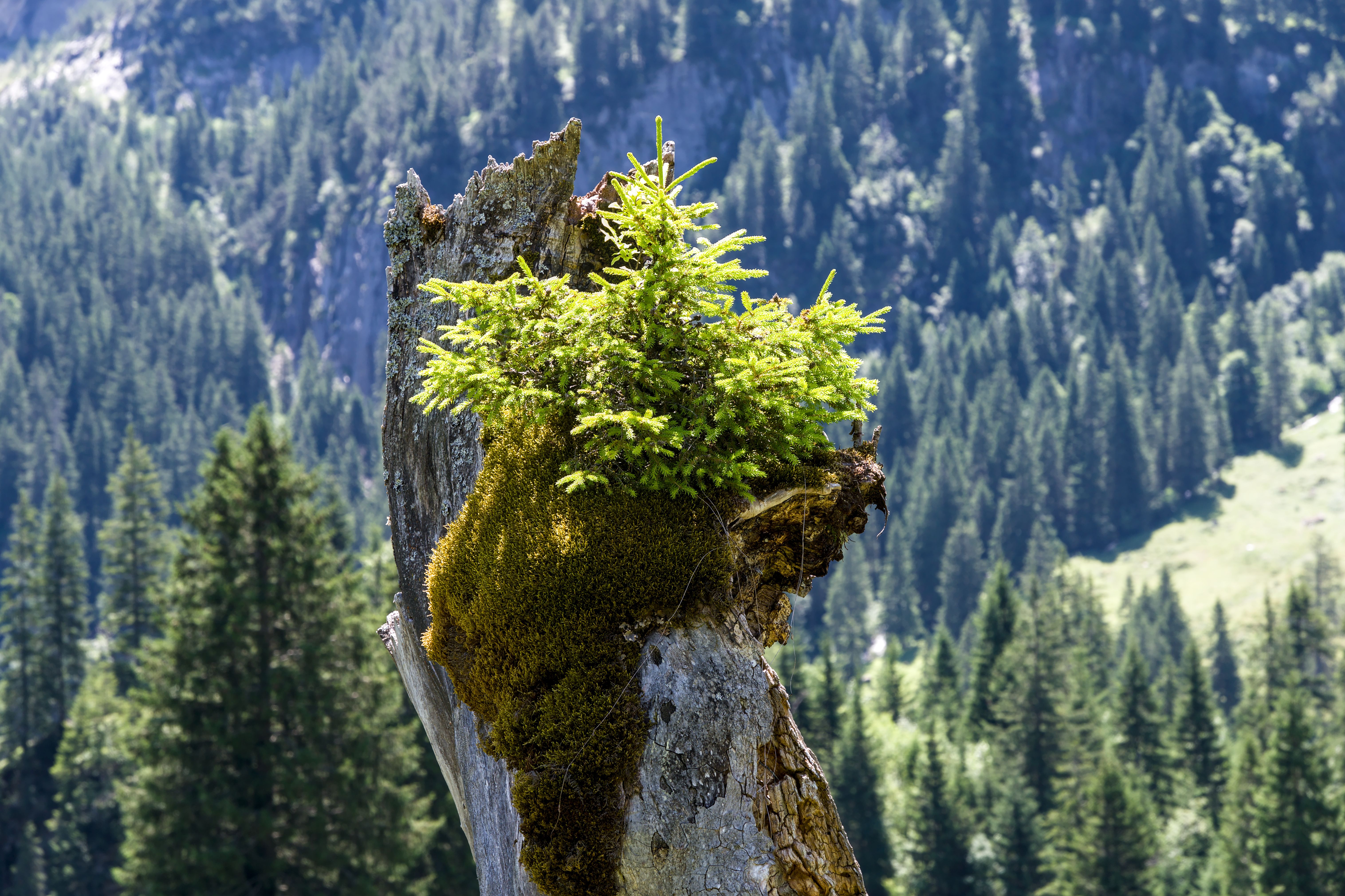 Stunning Alpine Pine on Mossy Tree Stump · Free Stock Photo