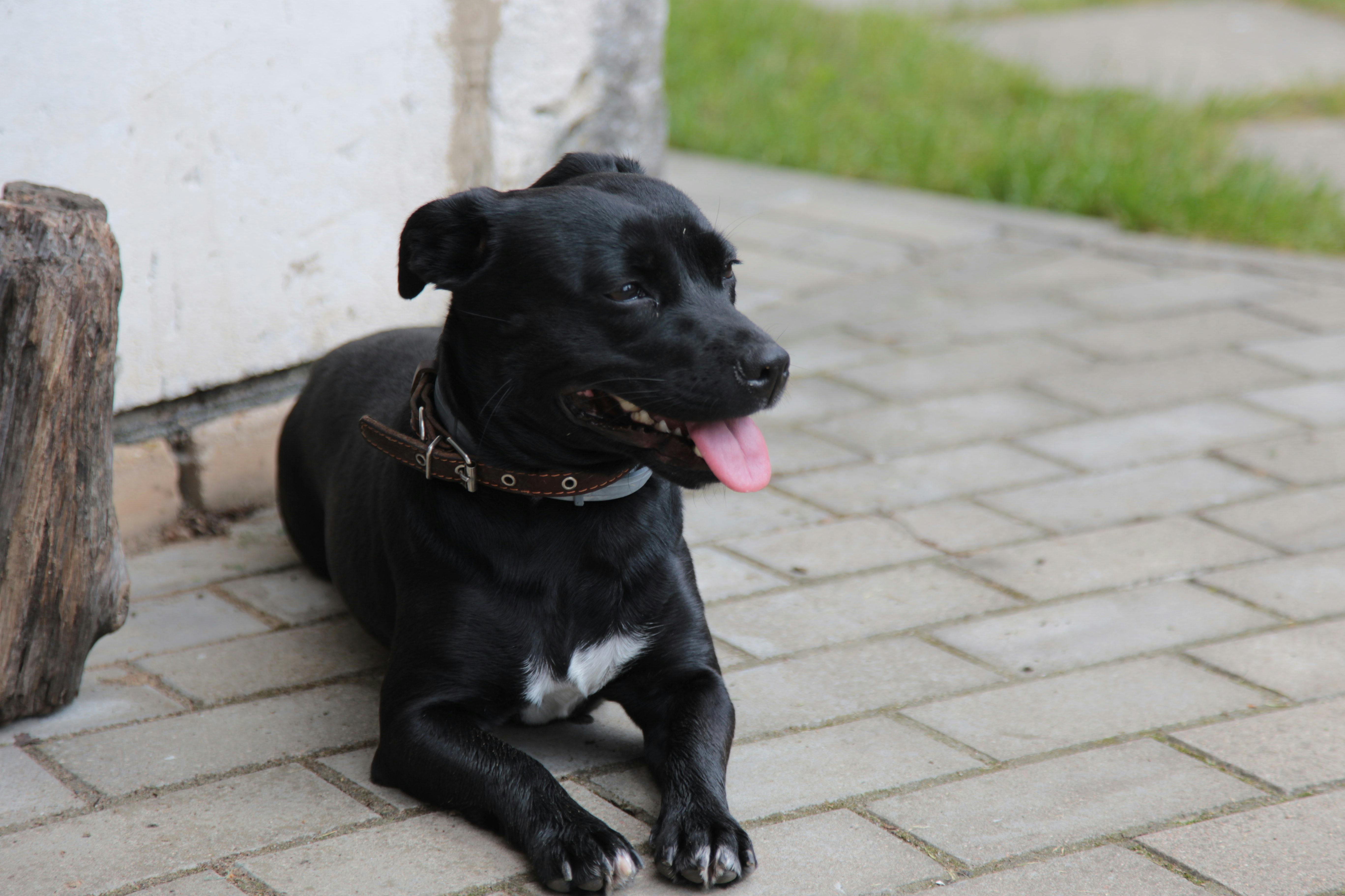 Dog+Pitchers Photos, Download The BEST Free Dog+Pitchers Stock Photos ...