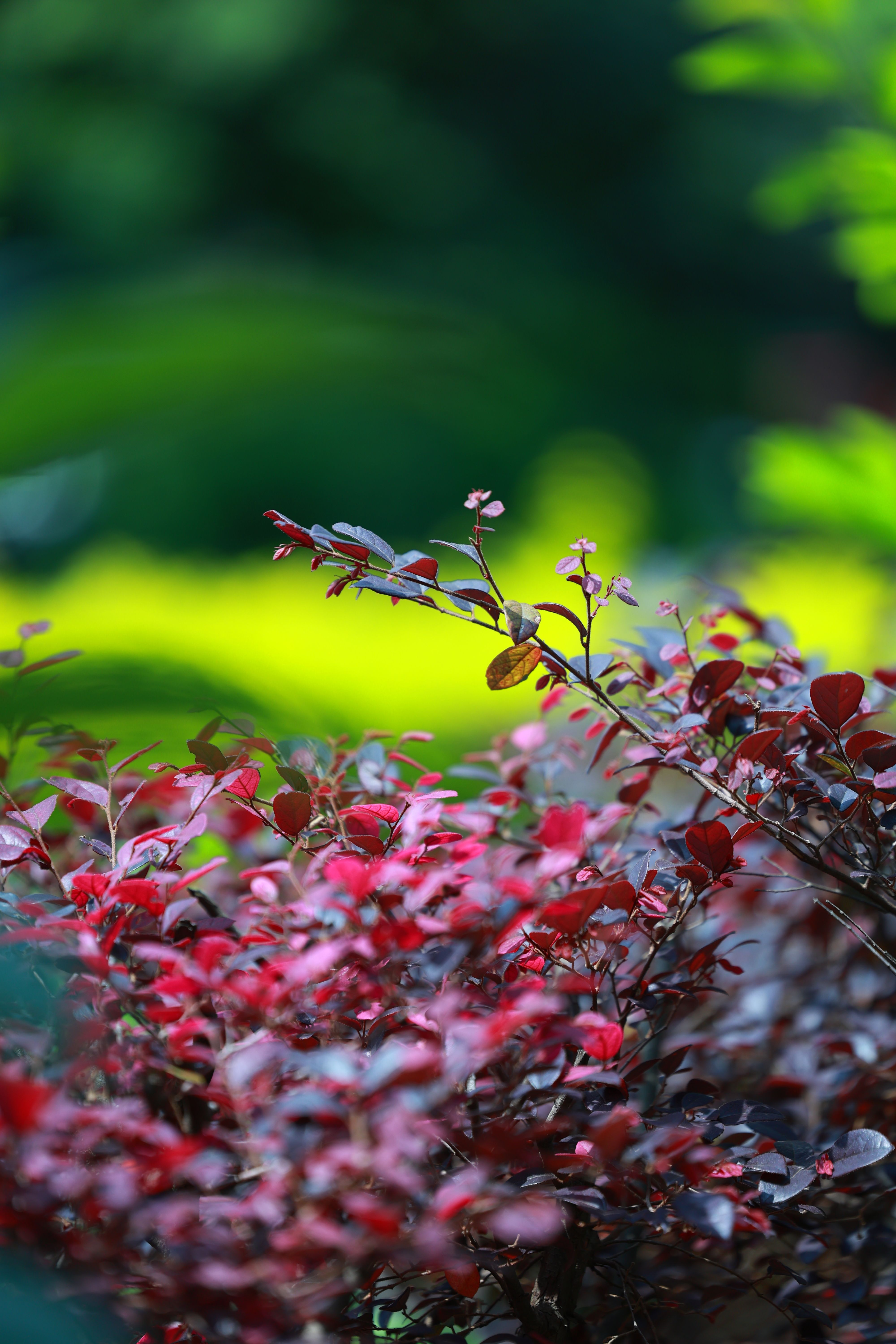 Vibrant Red and Green Foliage in a Garden · Free Stock Photo