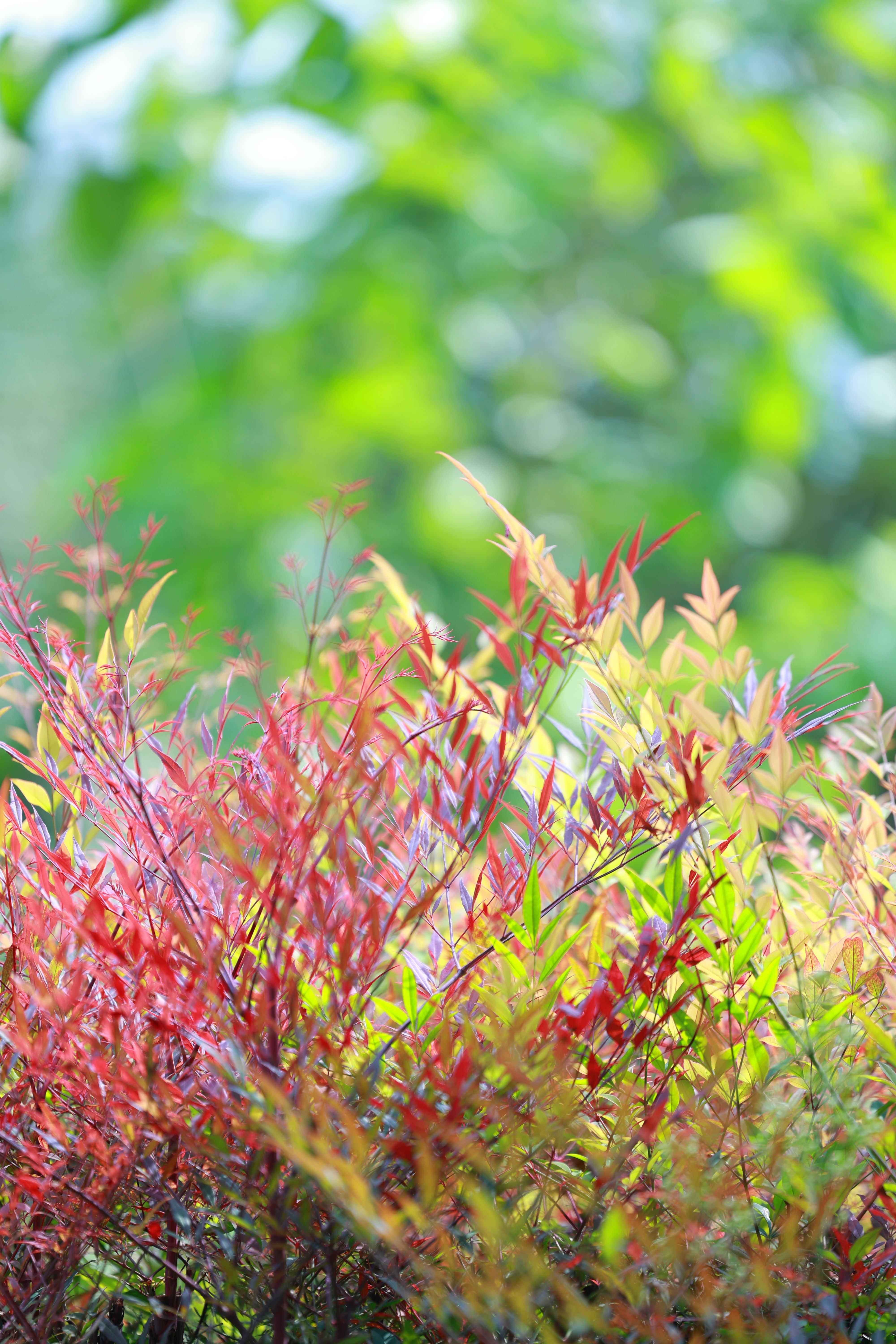 Closeup Picture Of Plant Photos, Download The BEST Free Closeup Picture ...