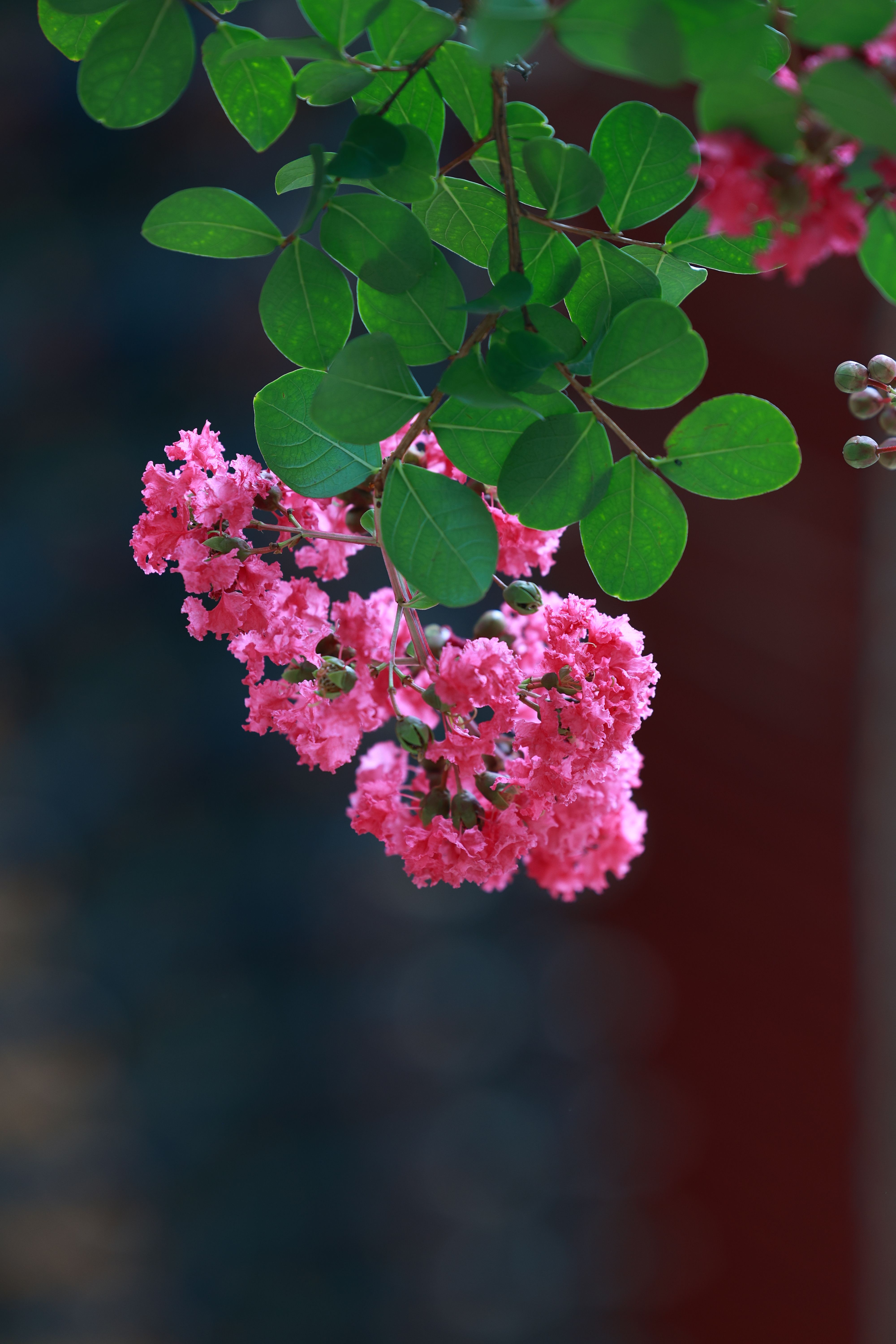 Vibrant Pink Lagerstroemia Blooms in Summer · Free Stock Photo