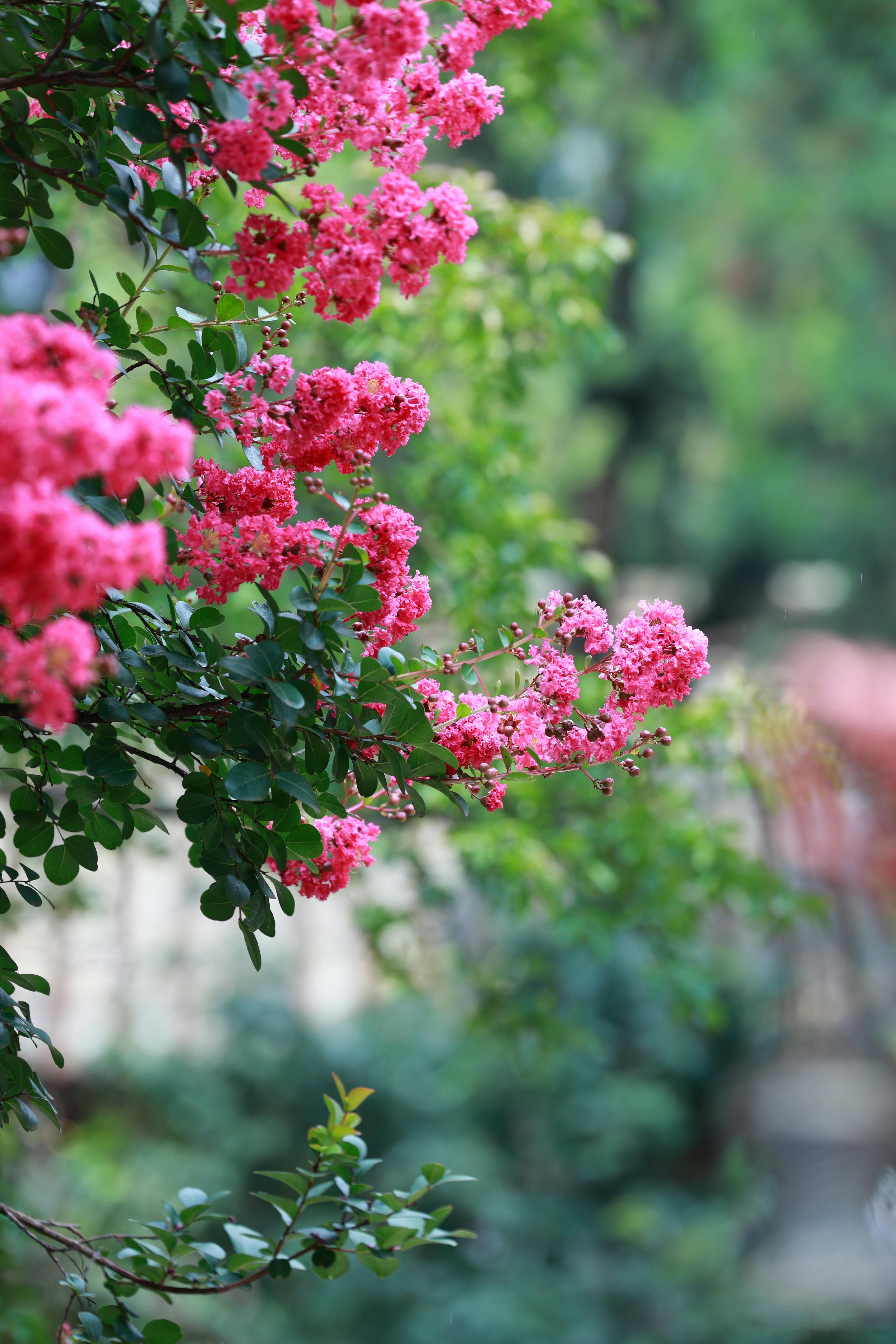 Gulab Flower Background Photos, Download The BEST Free Gulab Flower ...