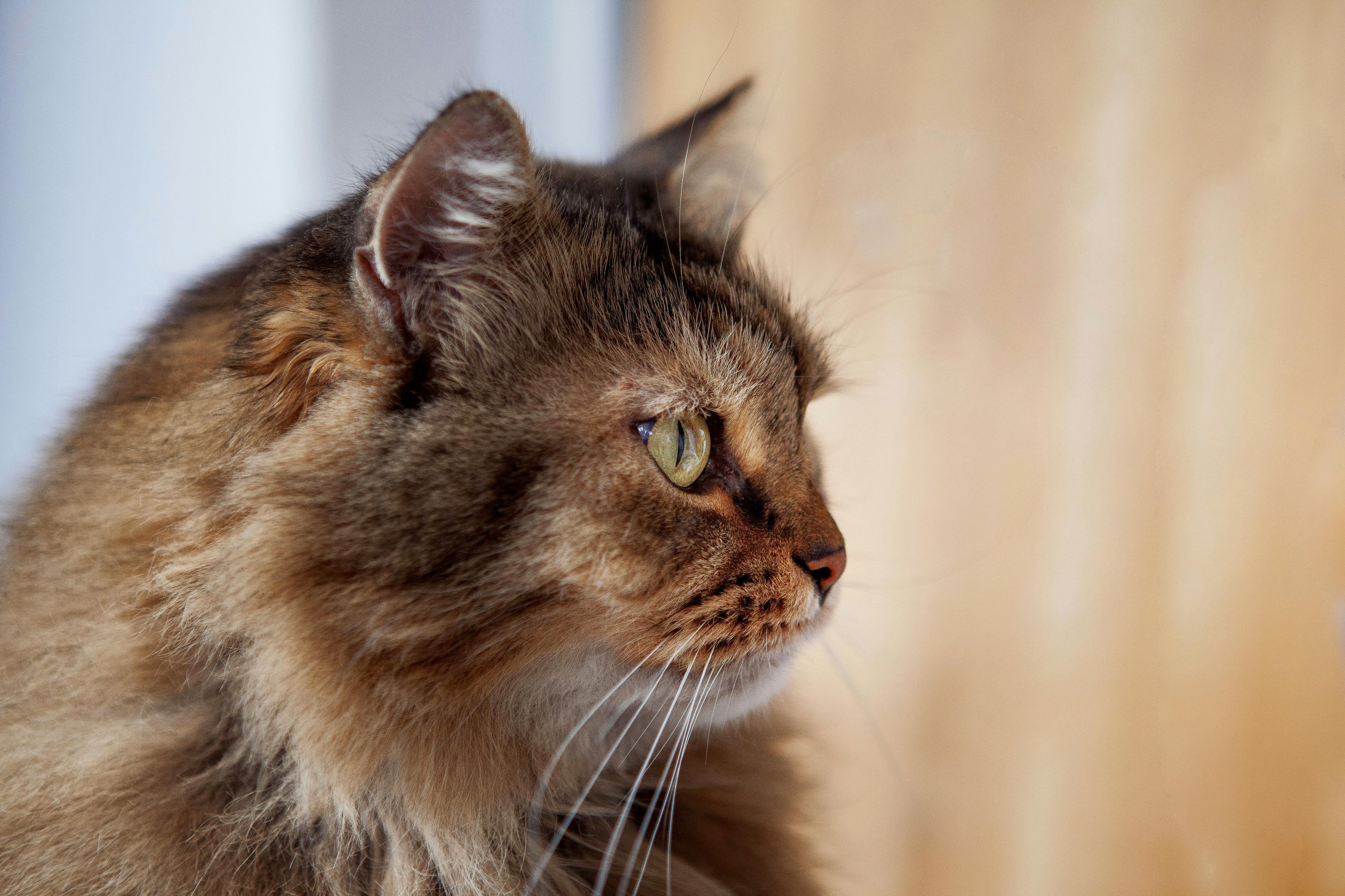 Fluffy Red Tabby Cat with Green Eyes Indoors · Free Stock Photo