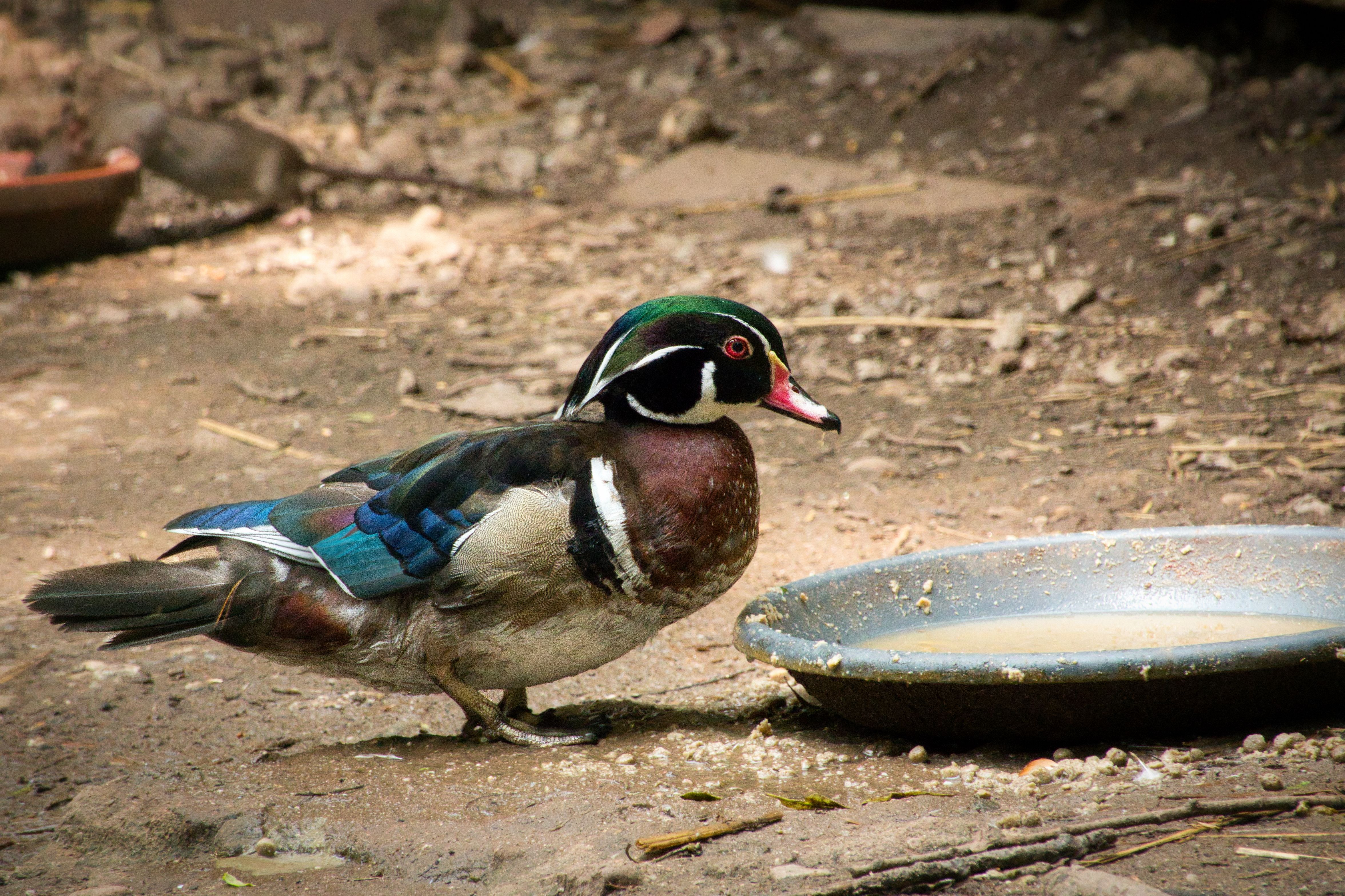 Duck Boyama Photos, Download The BEST Free Duck Boyama Stock Photos ...