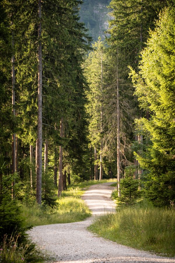 Forest Path Photos, Download The BEST Free Forest Path Stock Photos ...