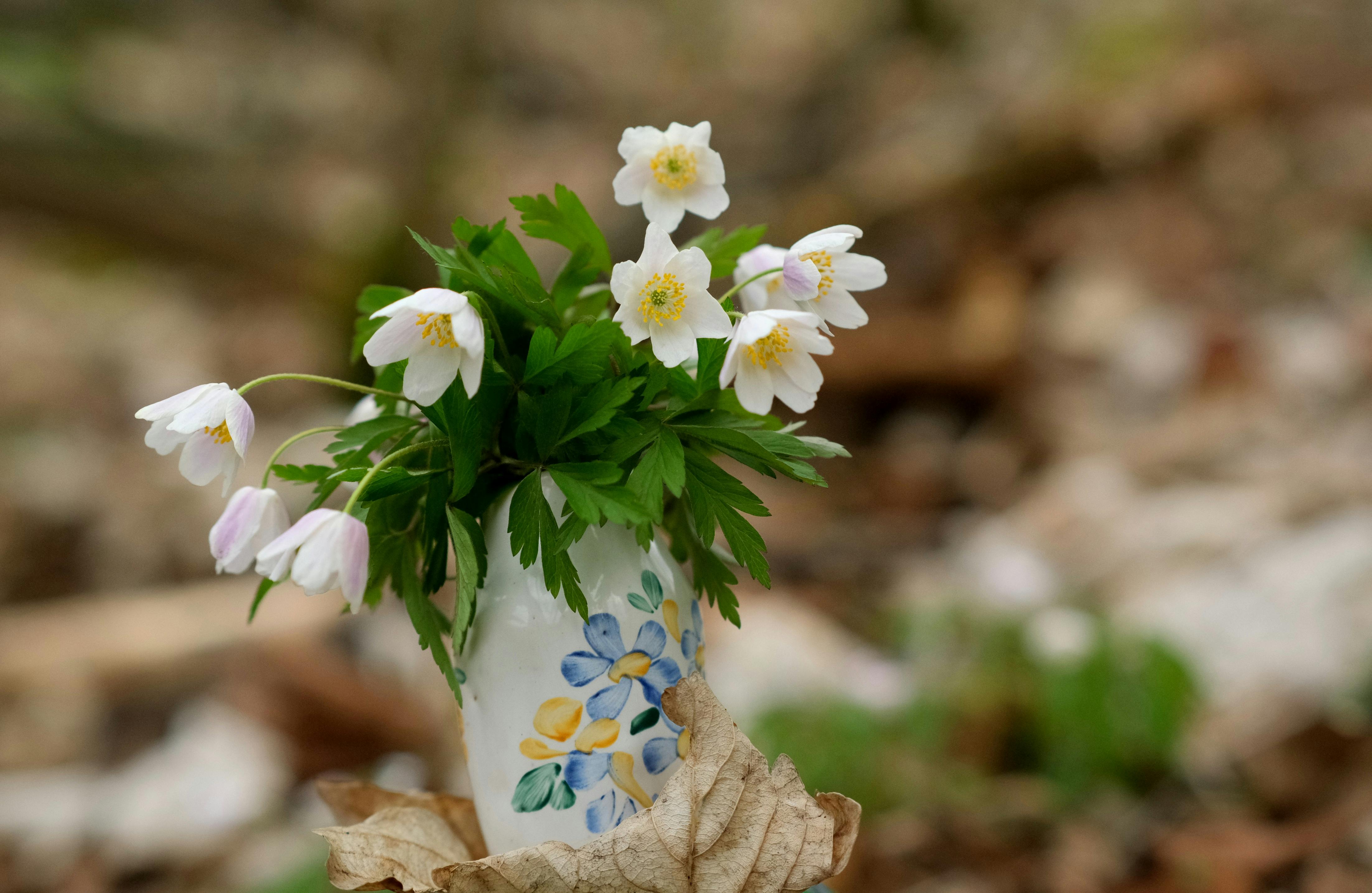 Eye Catching Flowers Photos, Download The BEST Free Eye Catching ...