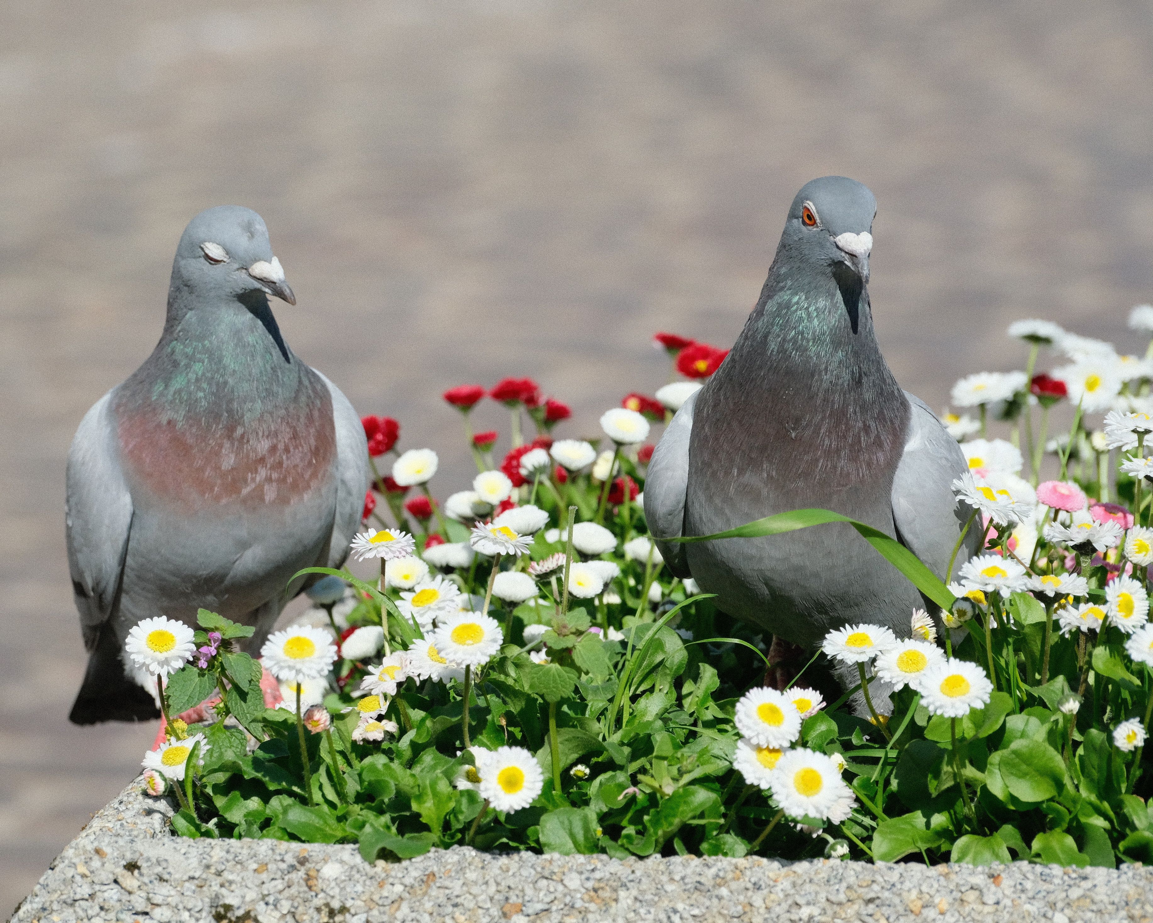Two Pigeons Among Vibrant Spring Flowers · Free Stock Photo