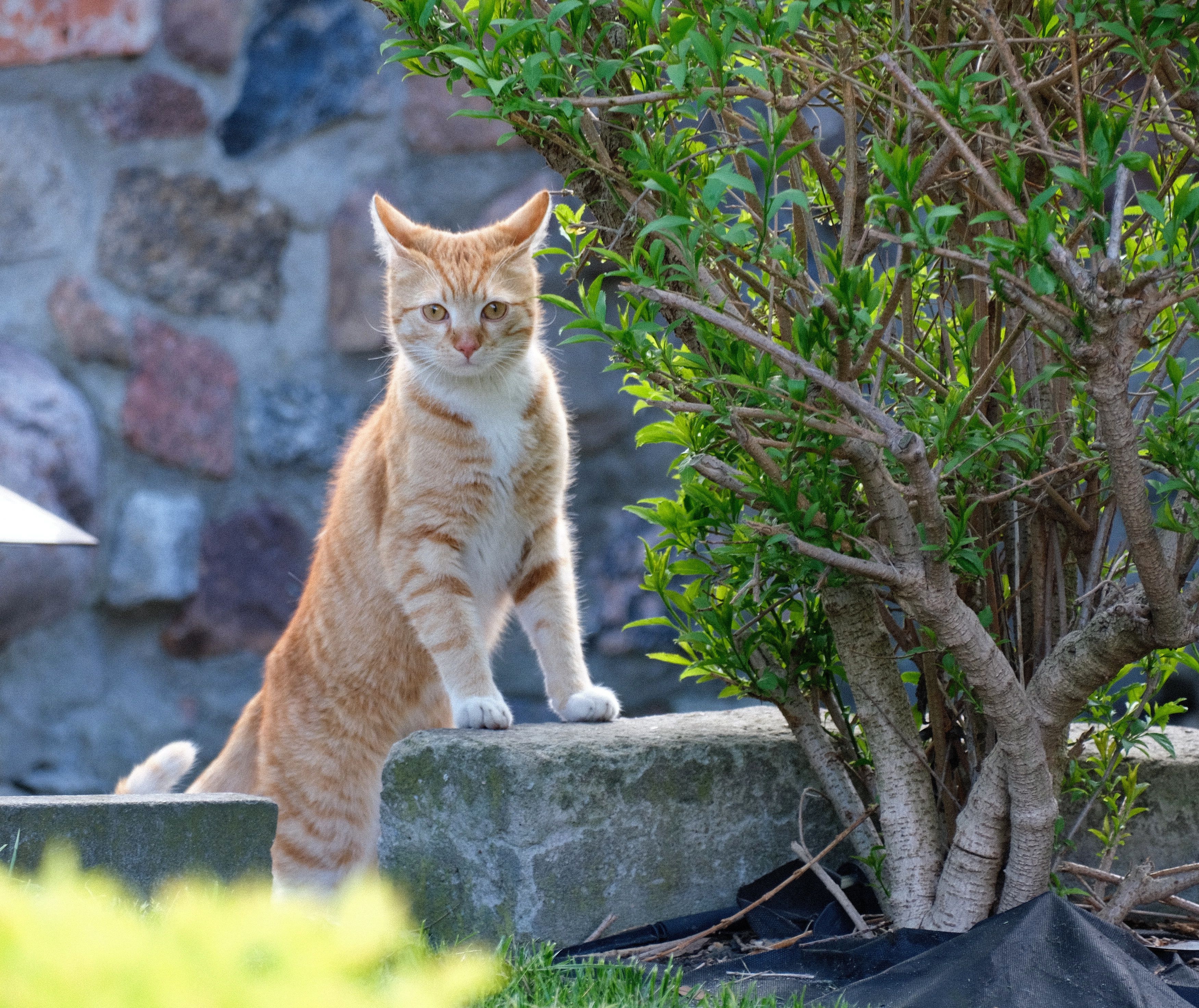Orange Cat Near Bush Outdoors in Sunlight · Free Stock Photo