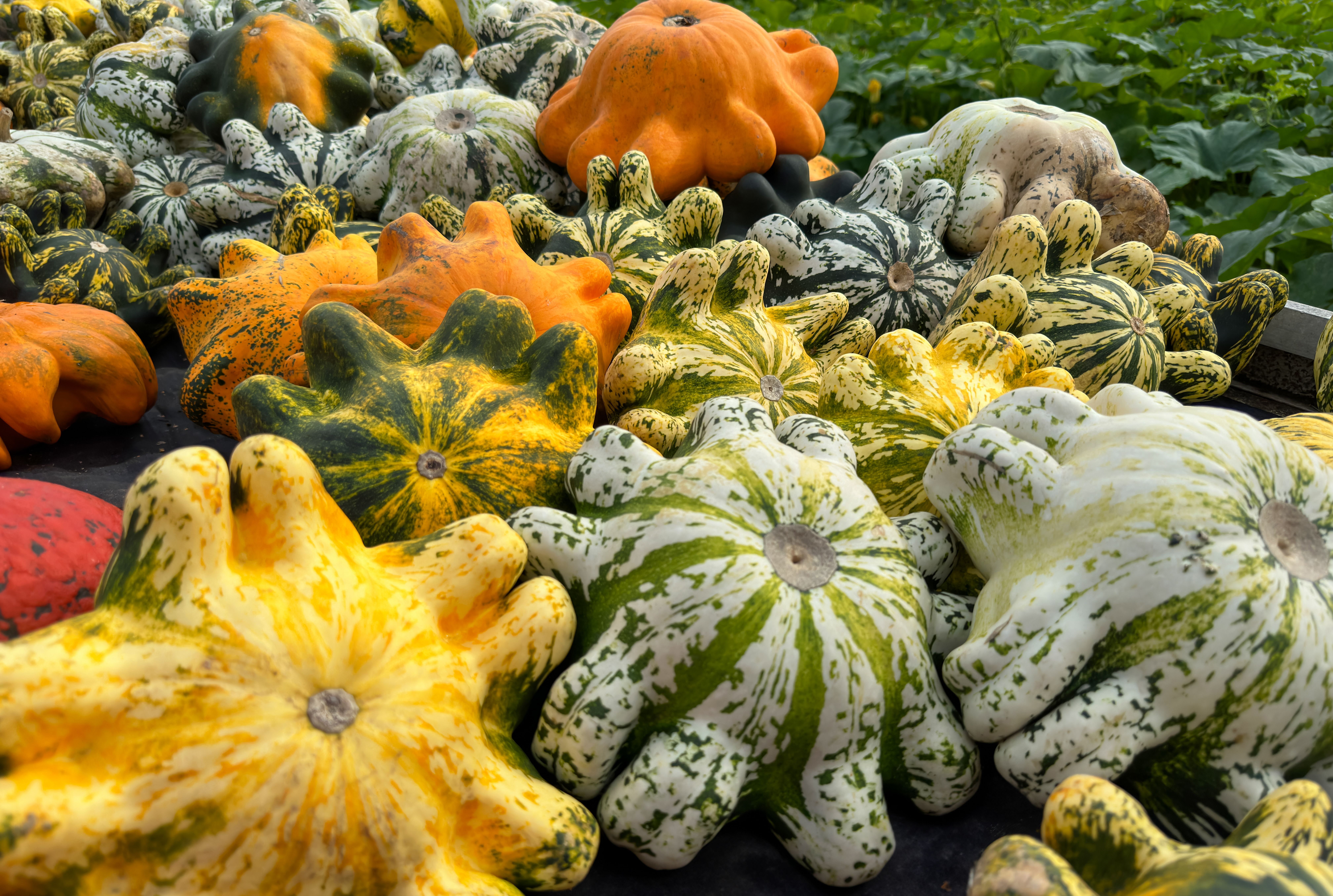 Squash Photos, Download The BEST Free Squash Stock Photos & HD Images