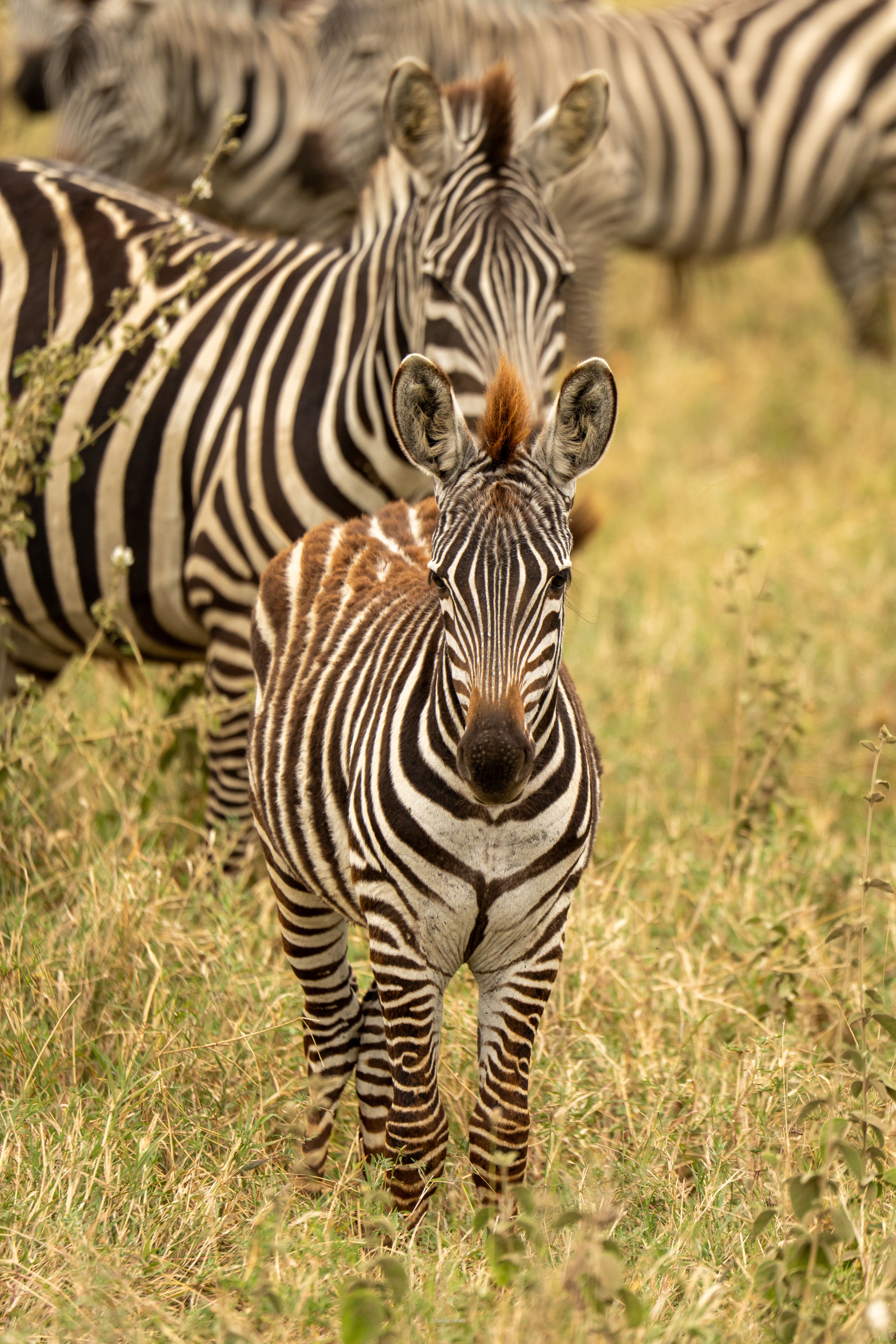 Close-up of Dazzle of Zebras in African Savanna · Free Stock Photo