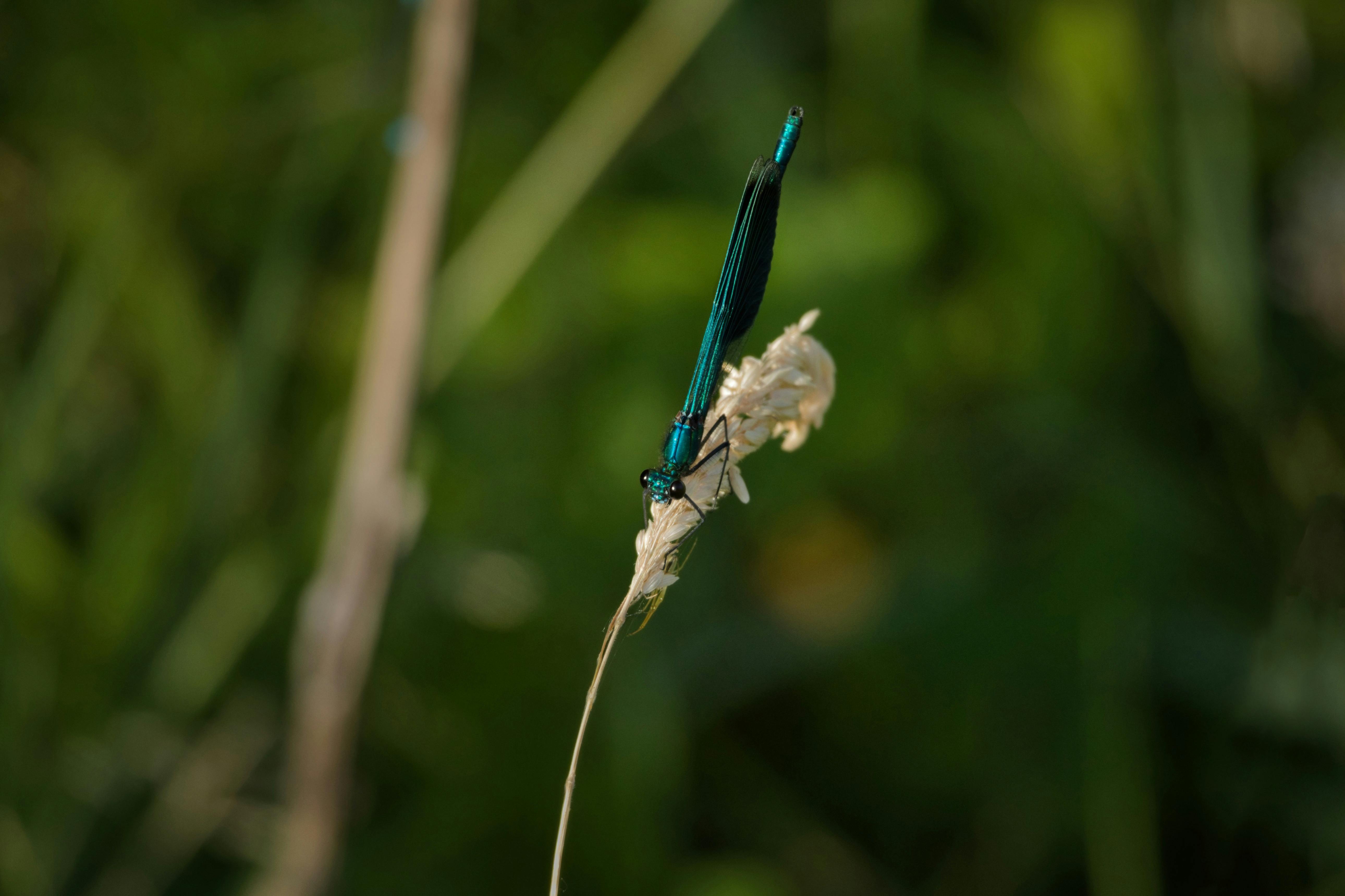 Closeness Nature Photos, Download The BEST Free Closeness Nature Stock ...