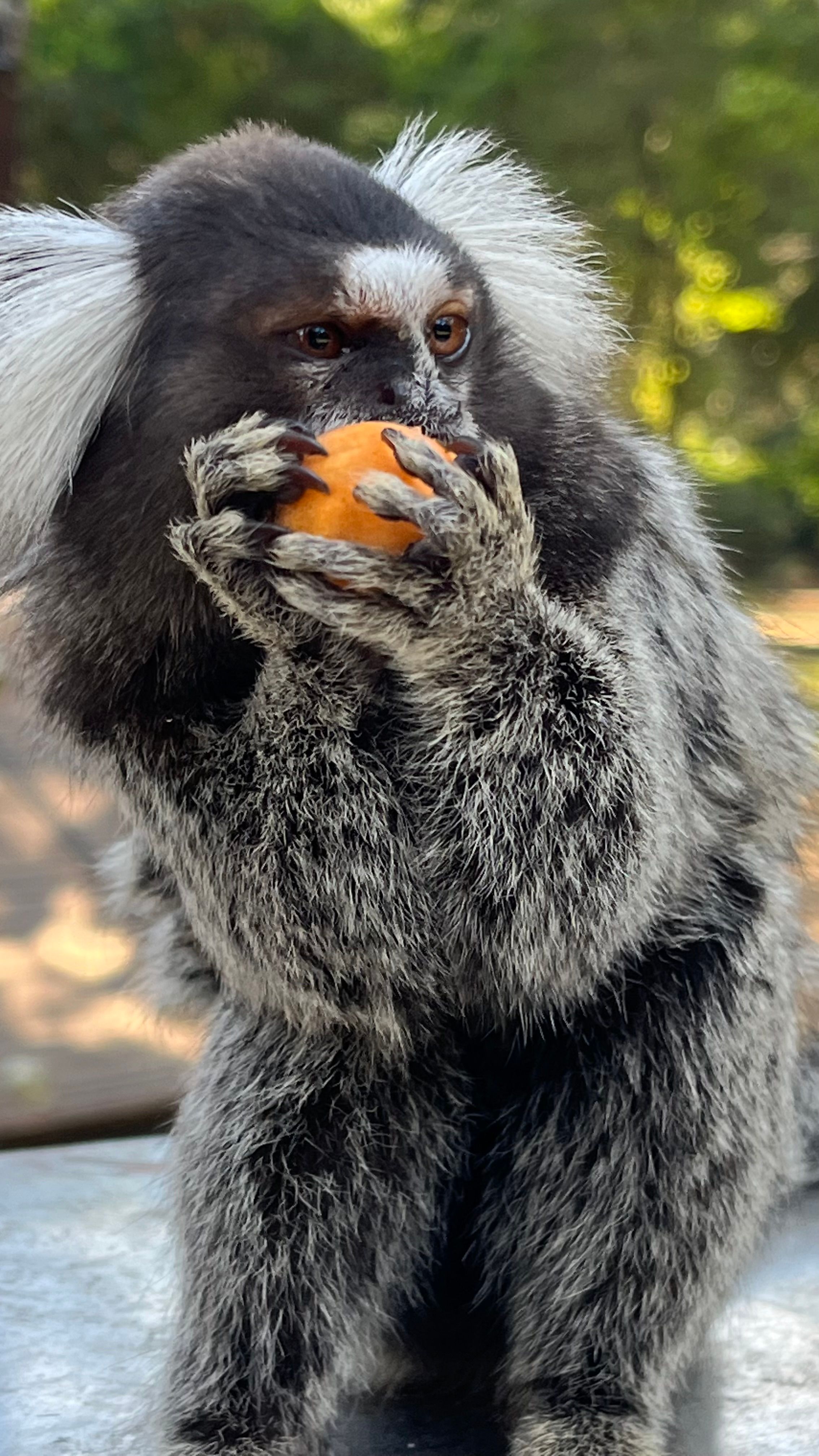 Marmoset Eating Photos, Download The BEST Free Marmoset Eating Stock ...