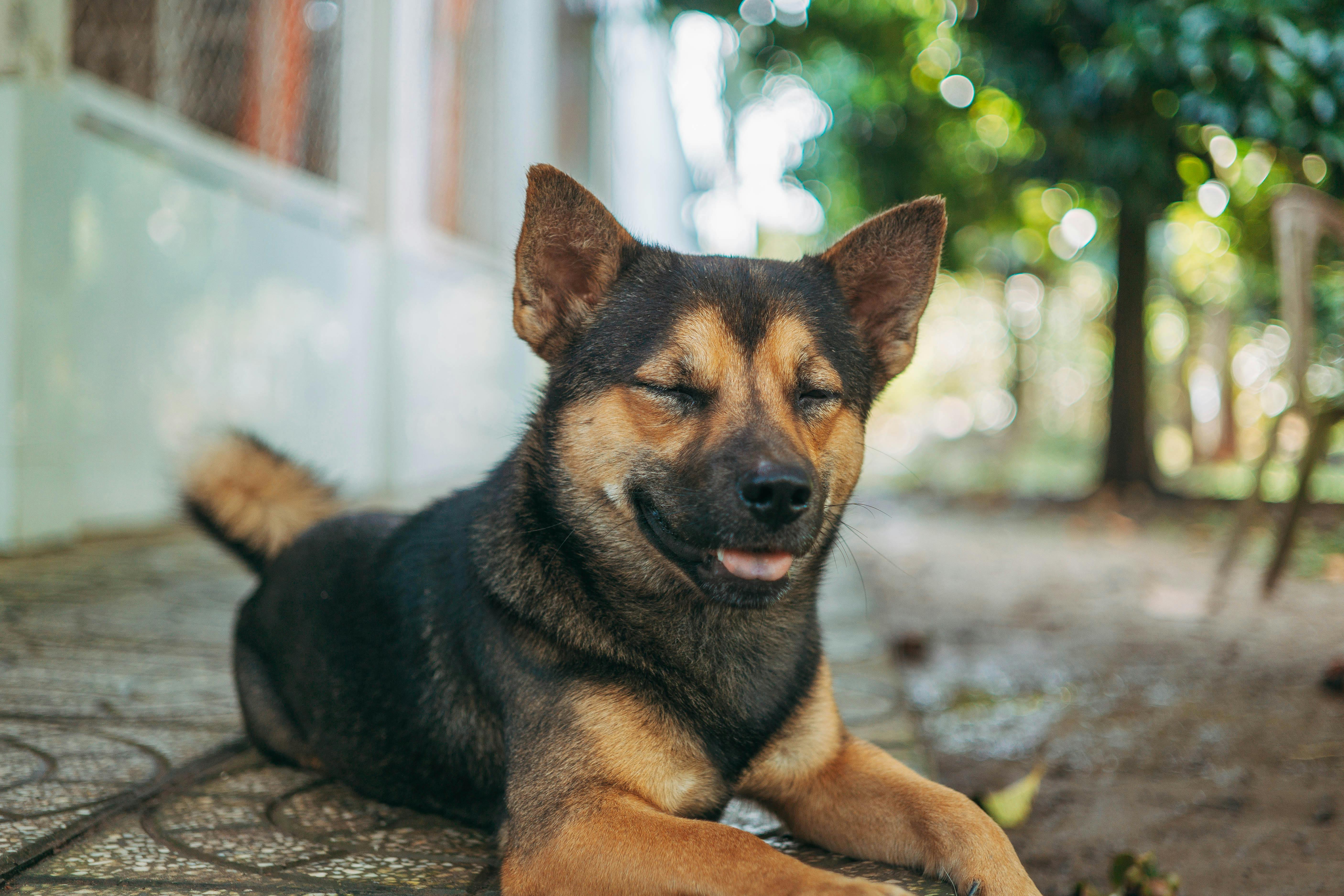 Dog+Pitchers Photos, Download The BEST Free Dog+Pitchers Stock Photos ...