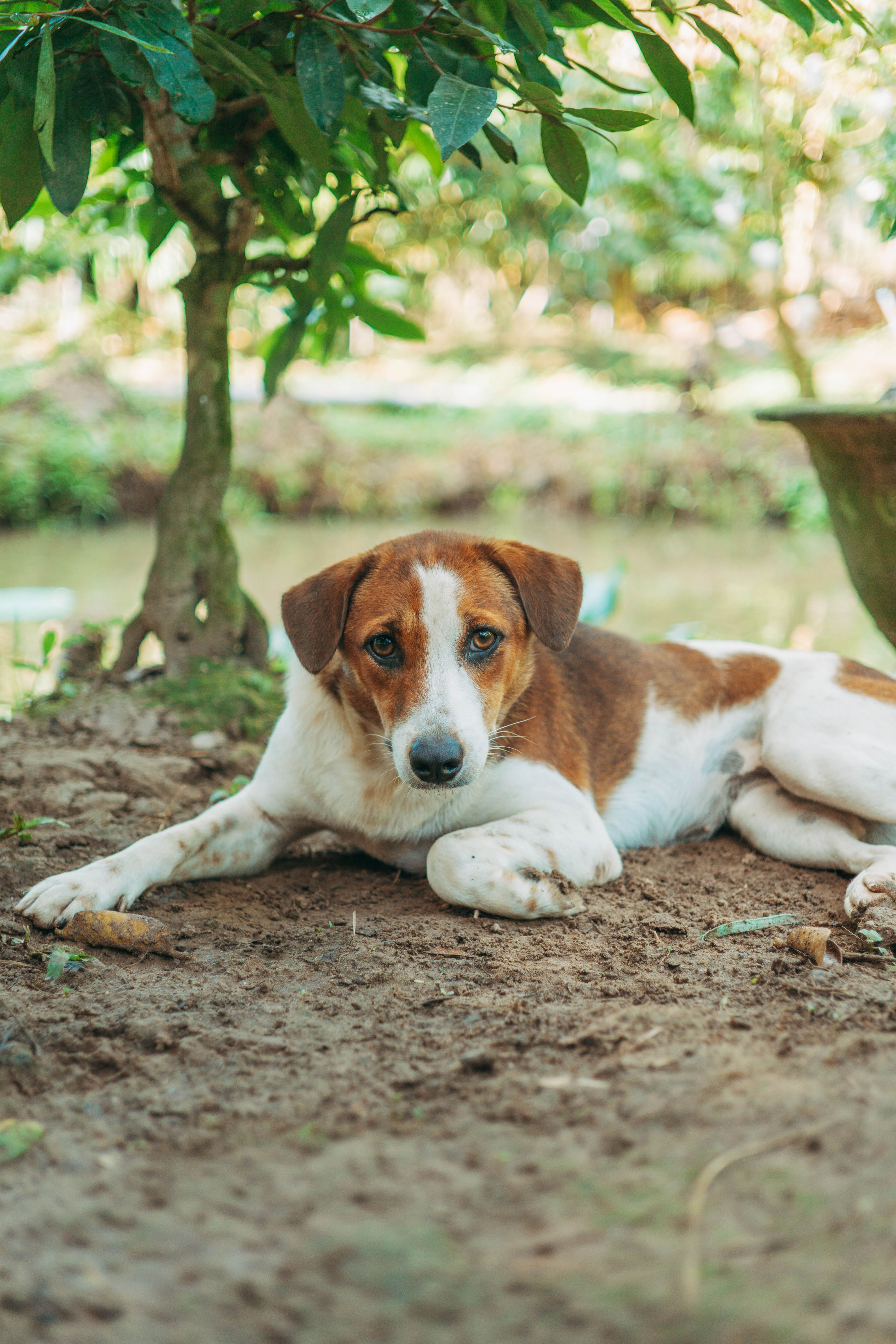Perro Relajado Tumbado Bajo Un árbol Al Aire Libre · Foto de stock gratuita
